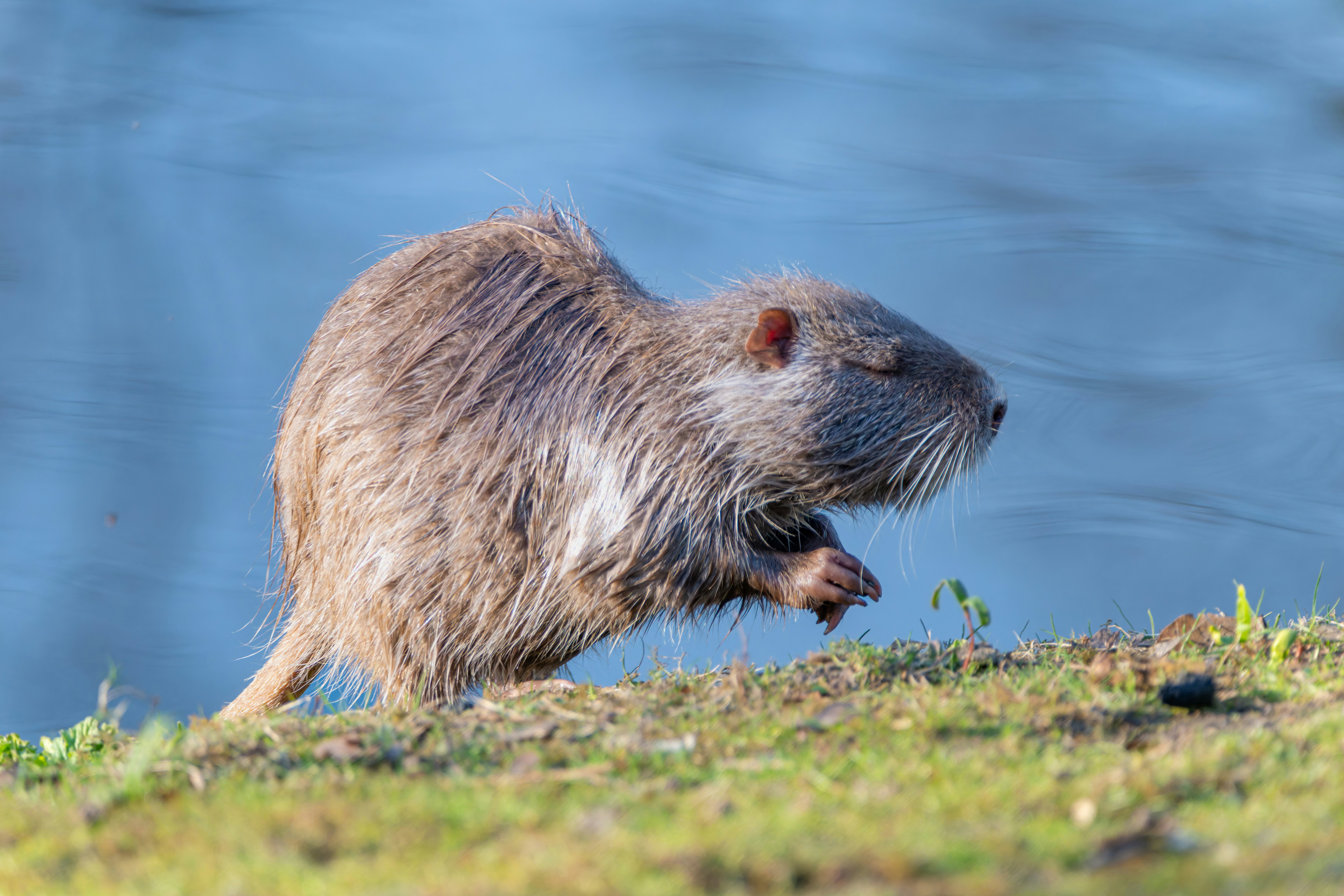 A nutria is near a body of water. photo – Free Natur Image on Unsplash