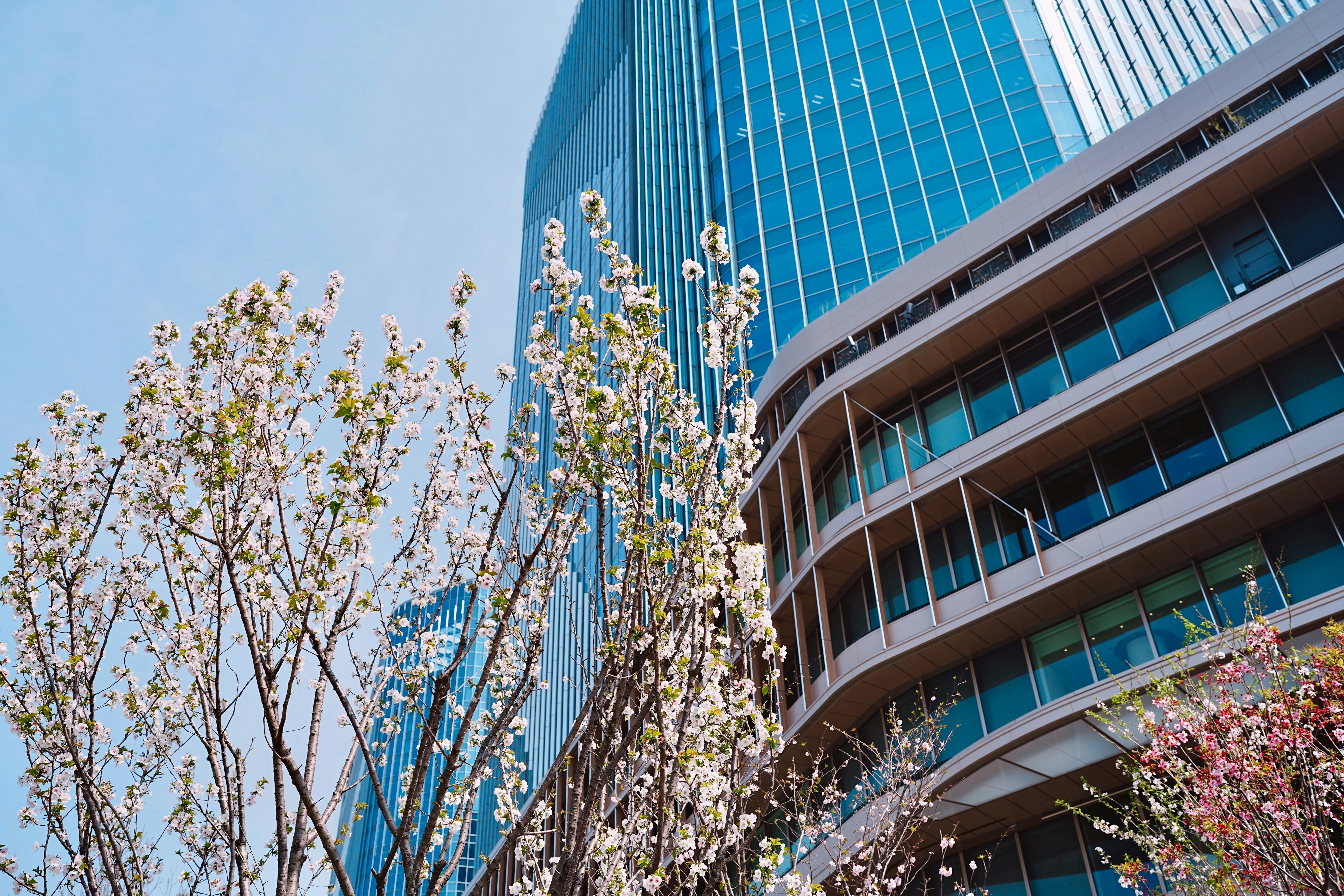 Urban Petals: Sakura Meets Steel