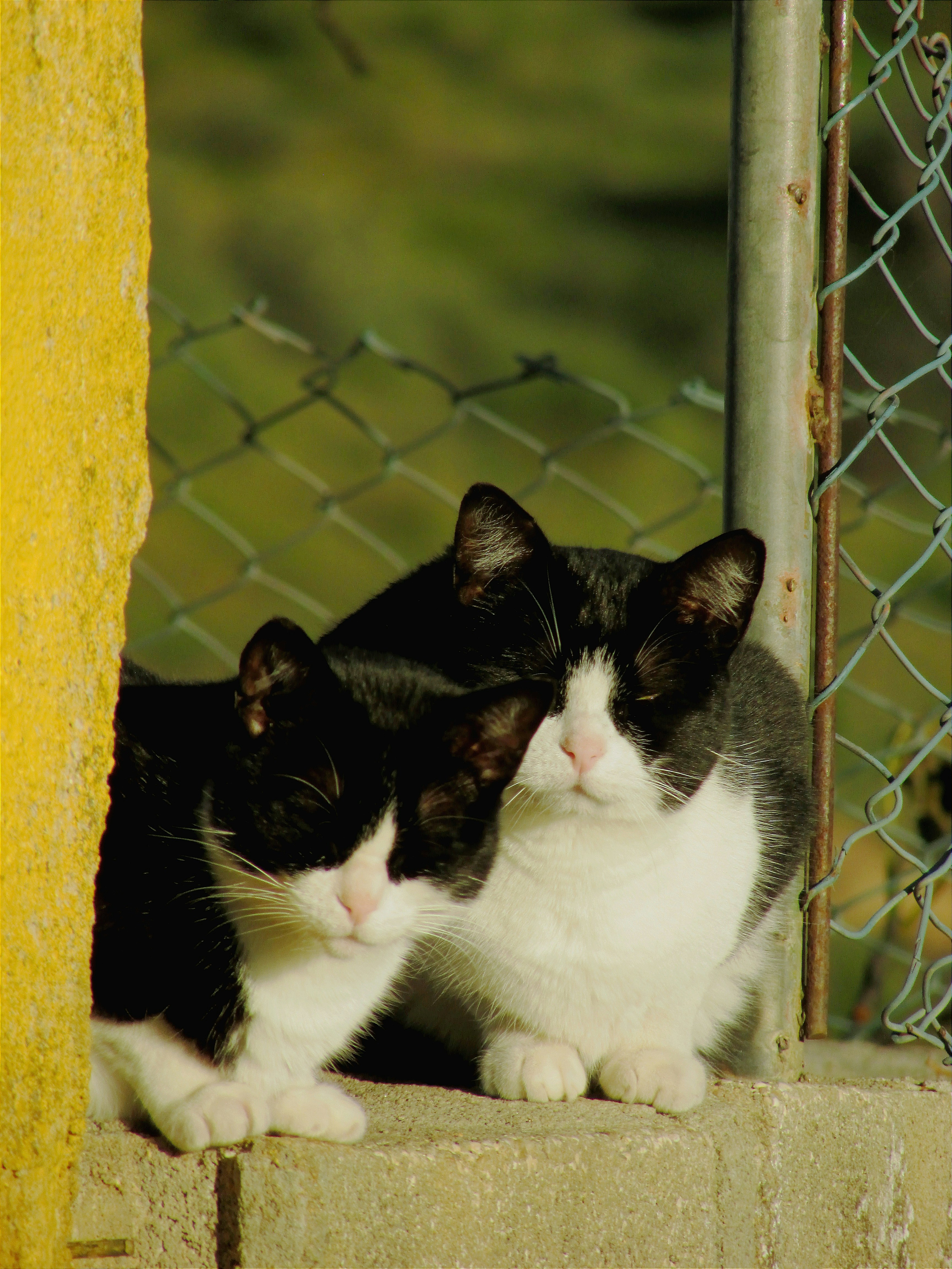 Two adorable black and white cats are sitting.