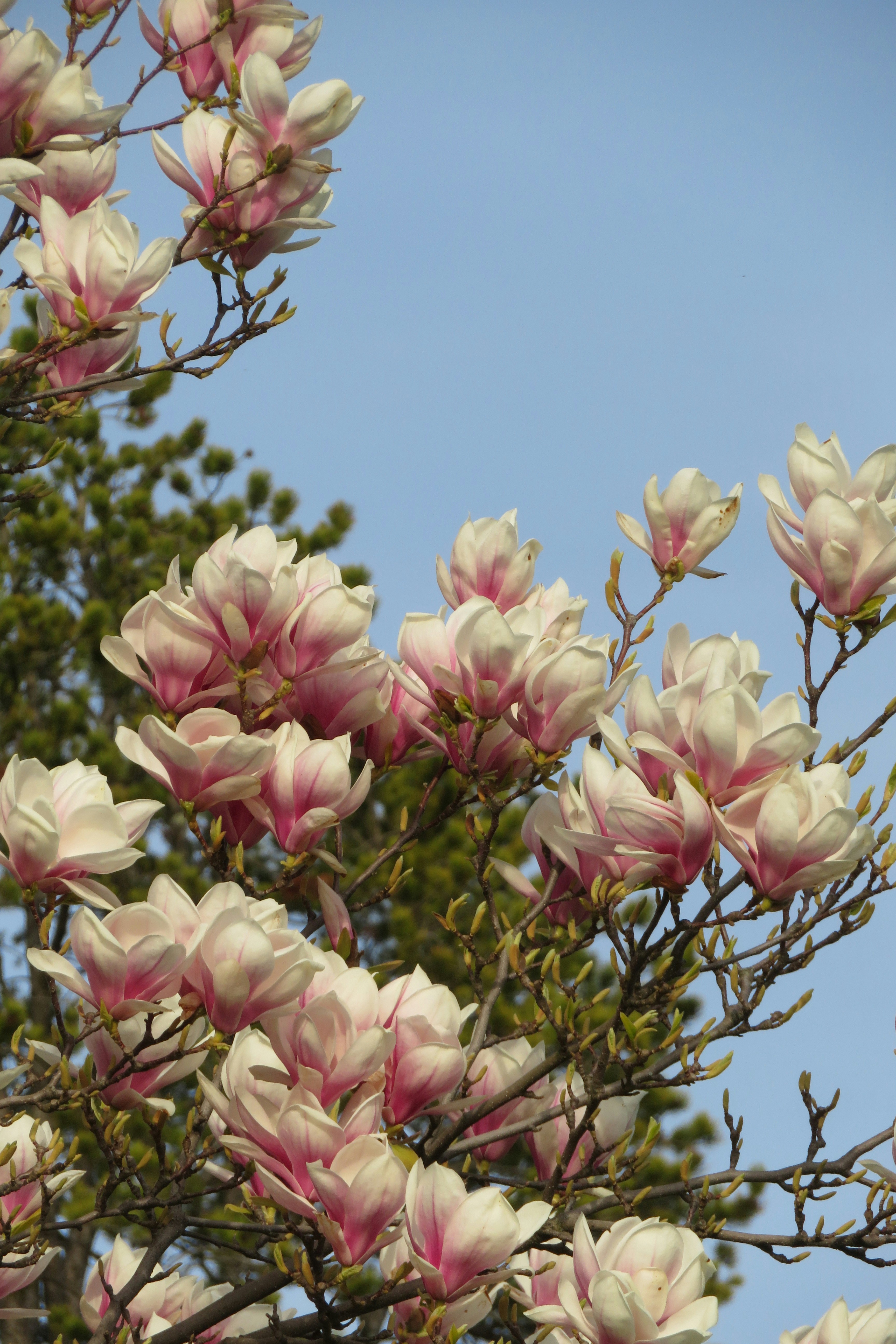 Magnolia blossoms spill across branches against a bright blue sky, their pink-cream petals forming a dense floral cluster.