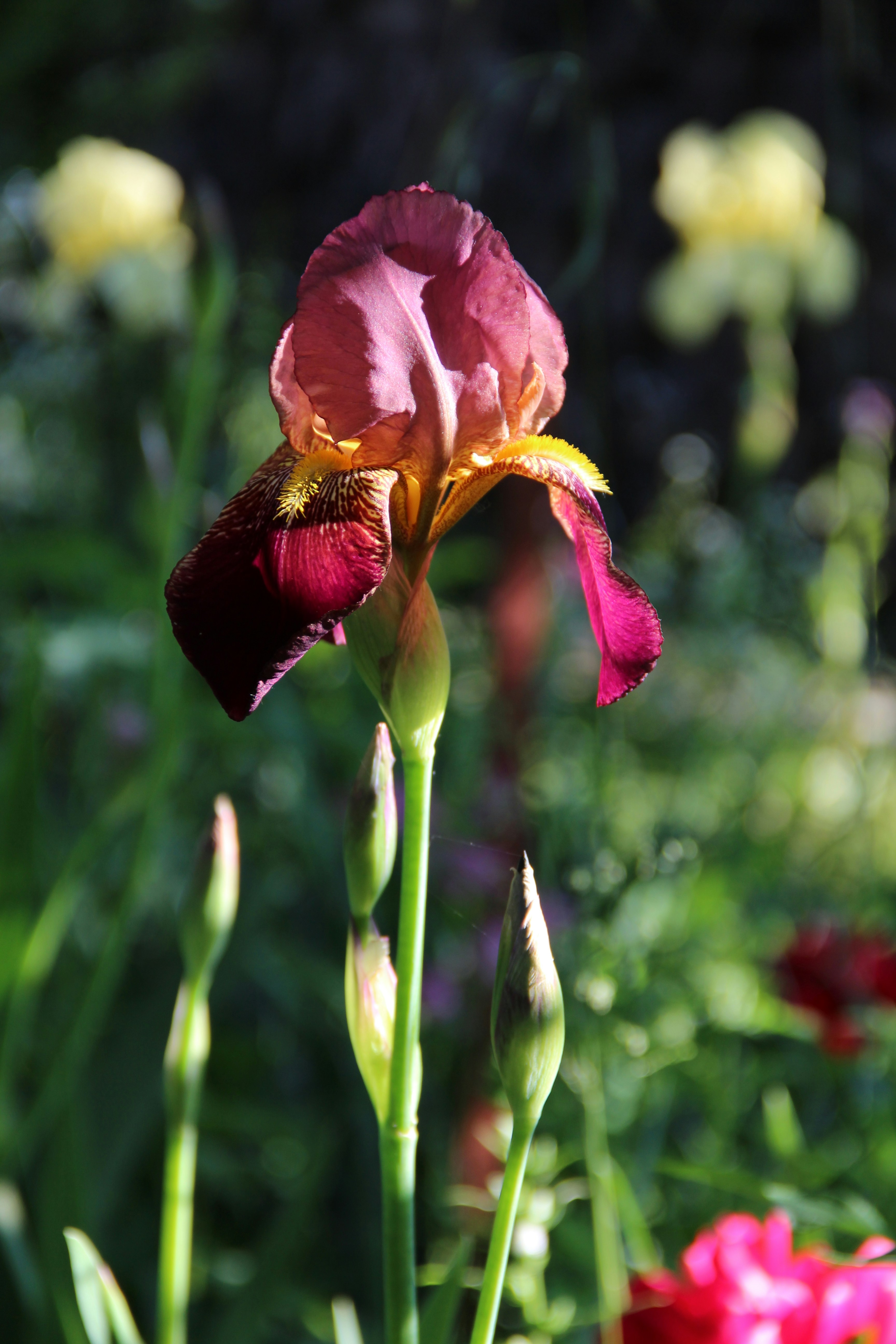 Crimson Iris Crowned by Spring Light in a Quiet Garden
