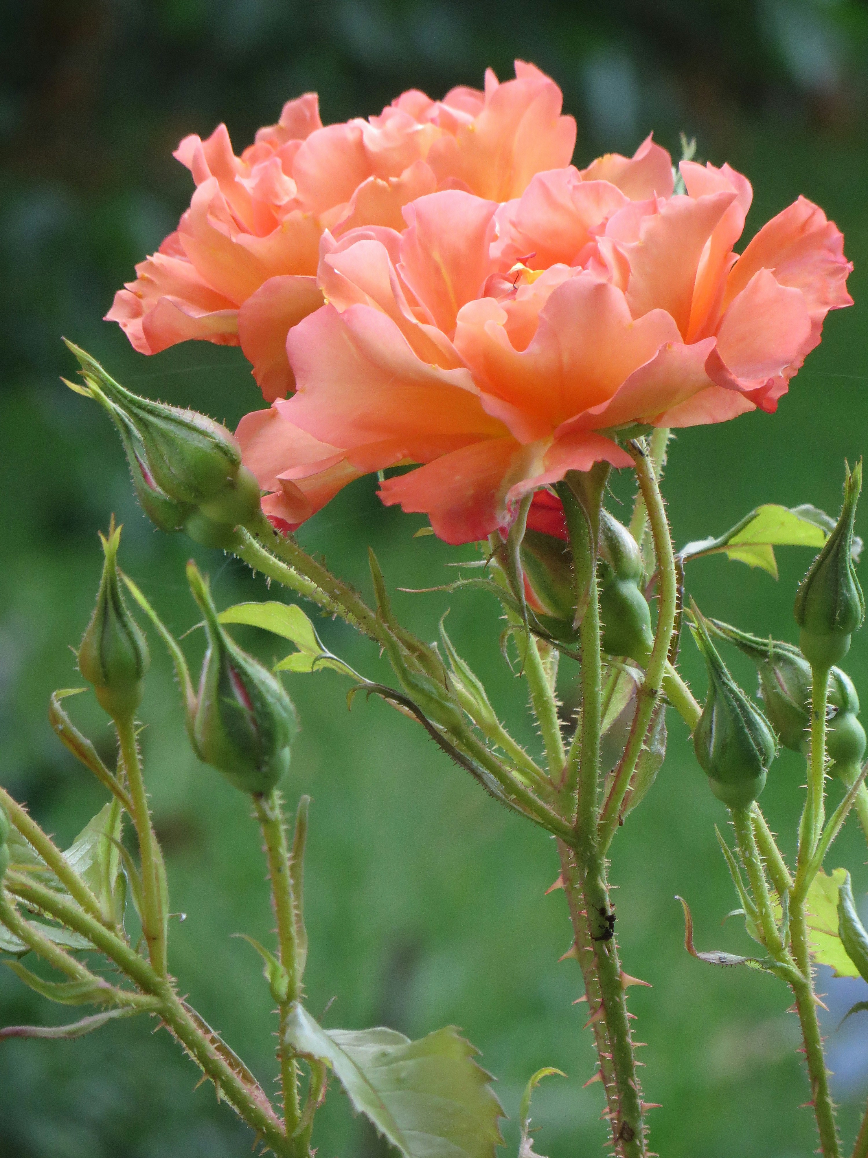 Close-up photograph of peach roses with unopened buds against a soft green garden background.