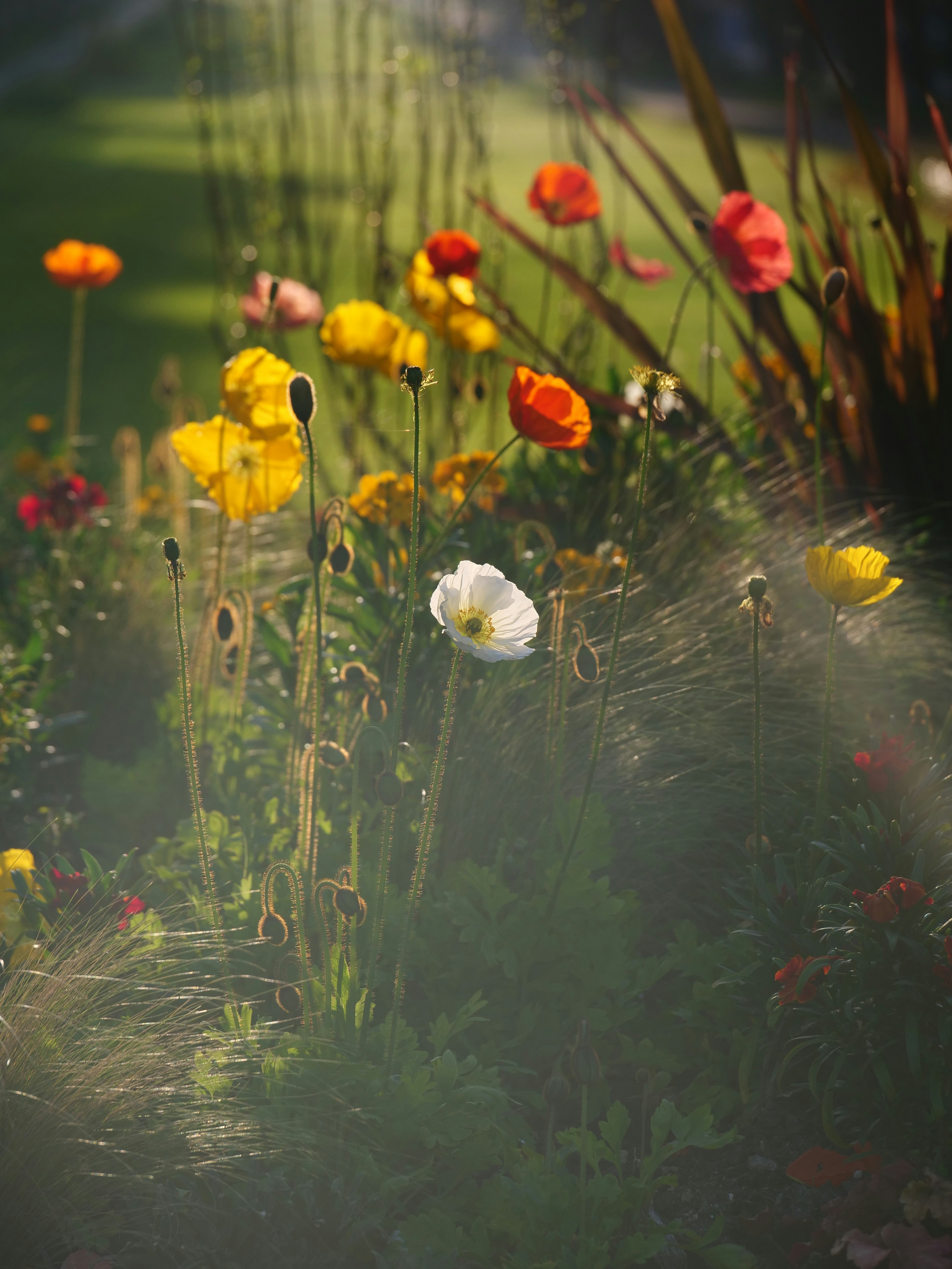 Sunlit Garden Bloom — Warm Focus through a Misty Meadow