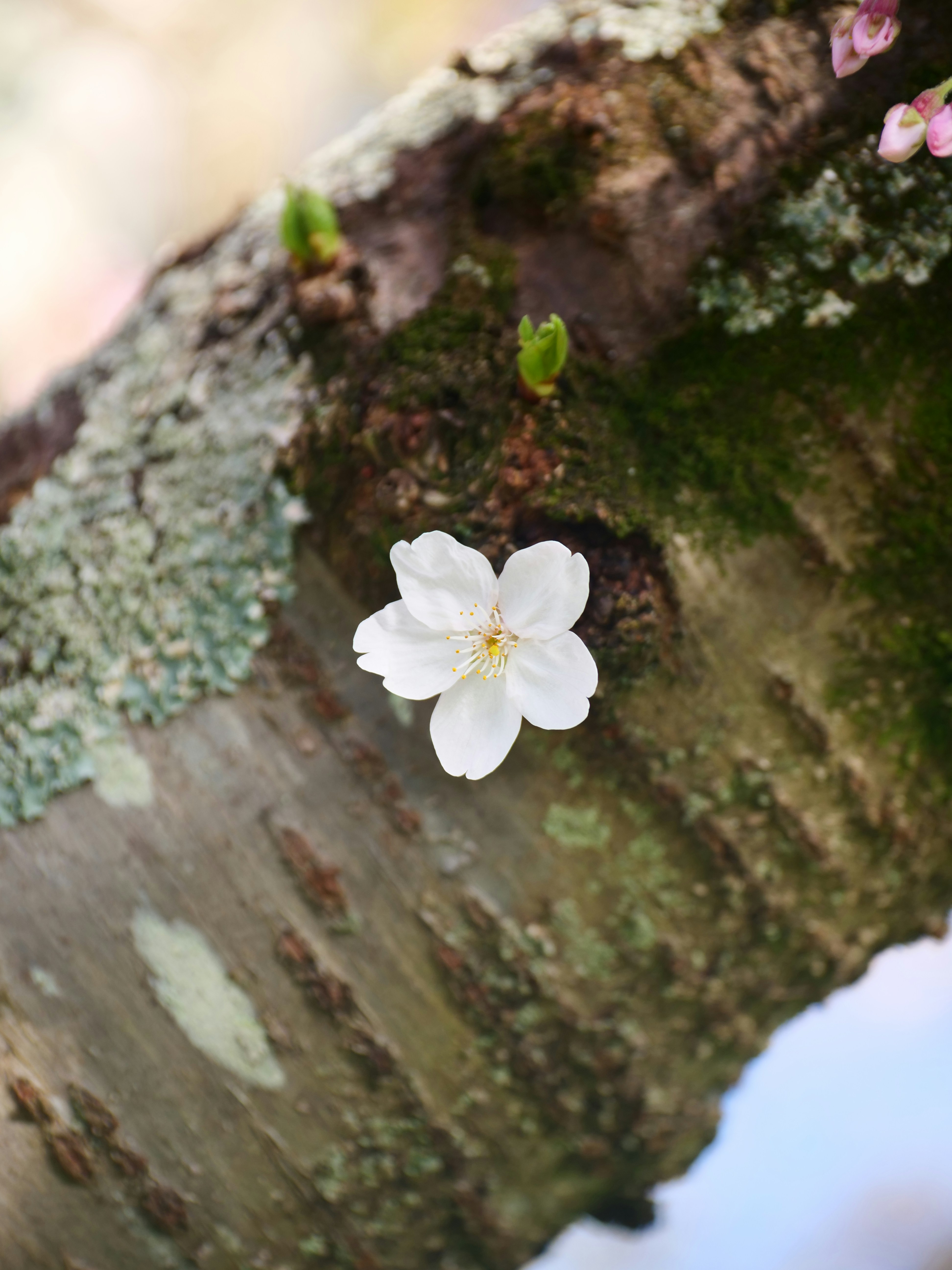Spring's Whisper on Bark: A White Blossom Clinging to Moss