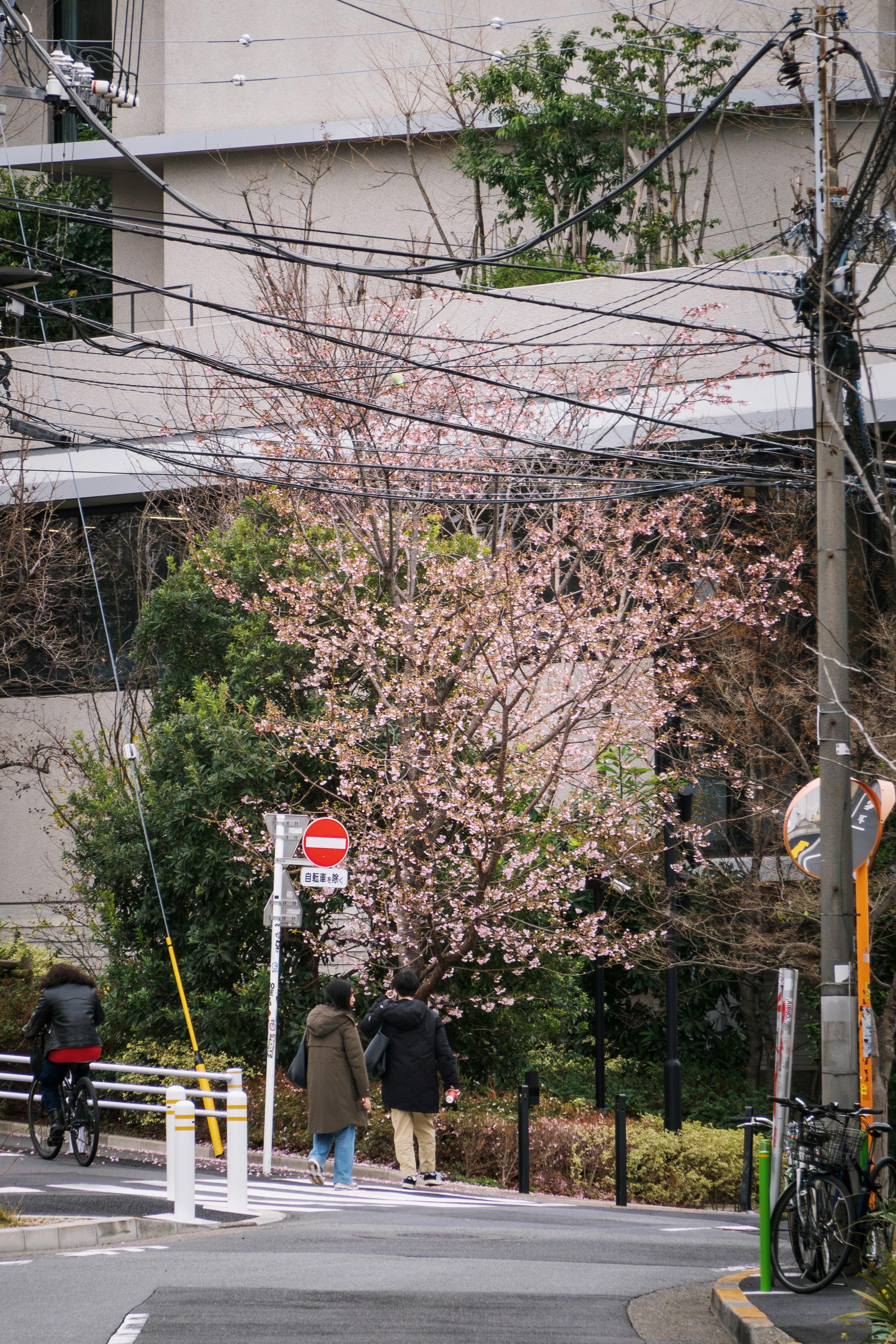 Blossoms and Wires: A Quiet Crosswalk in Spring