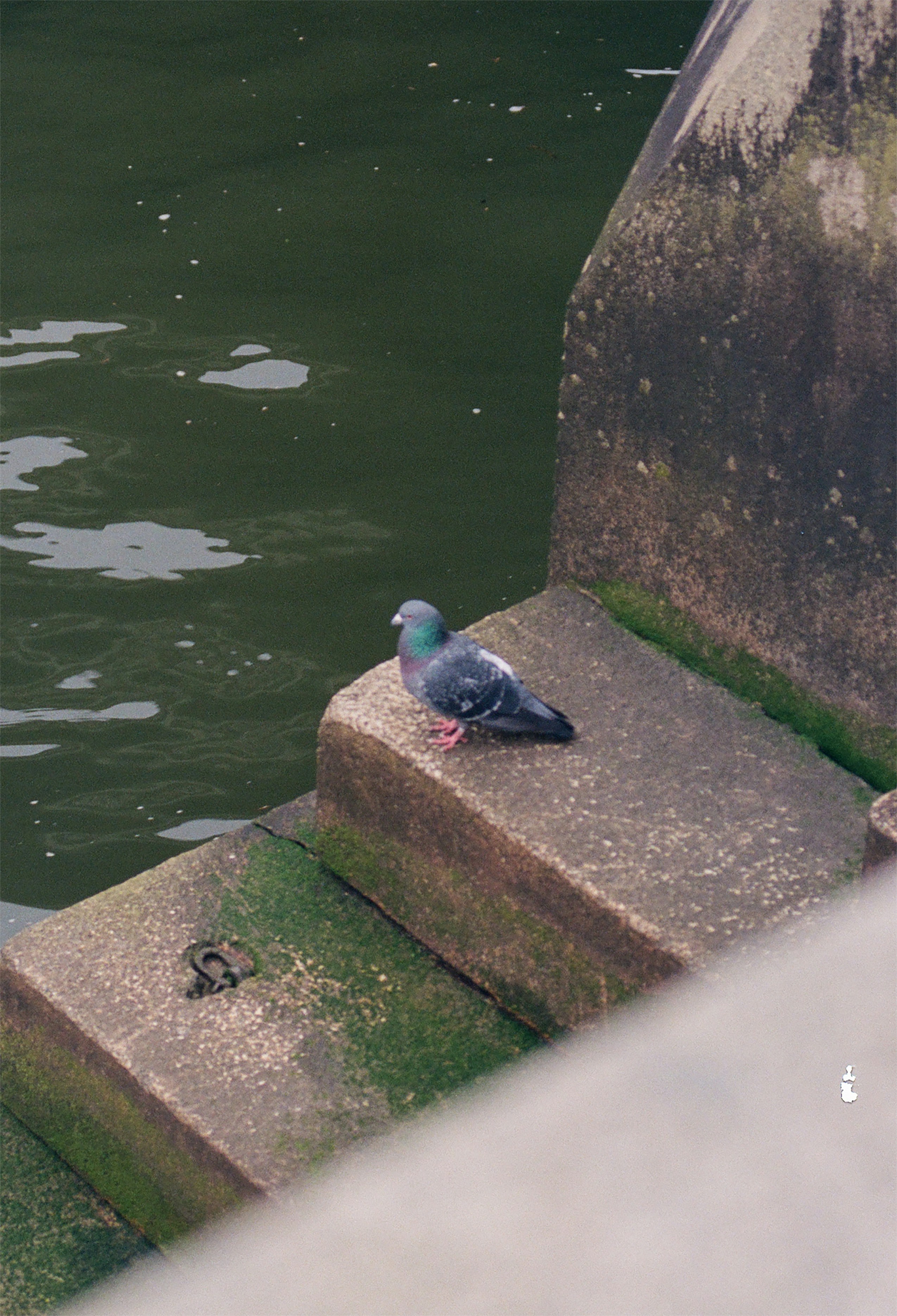A pigeon rests on a concrete structure. photo – Free London Image on ...