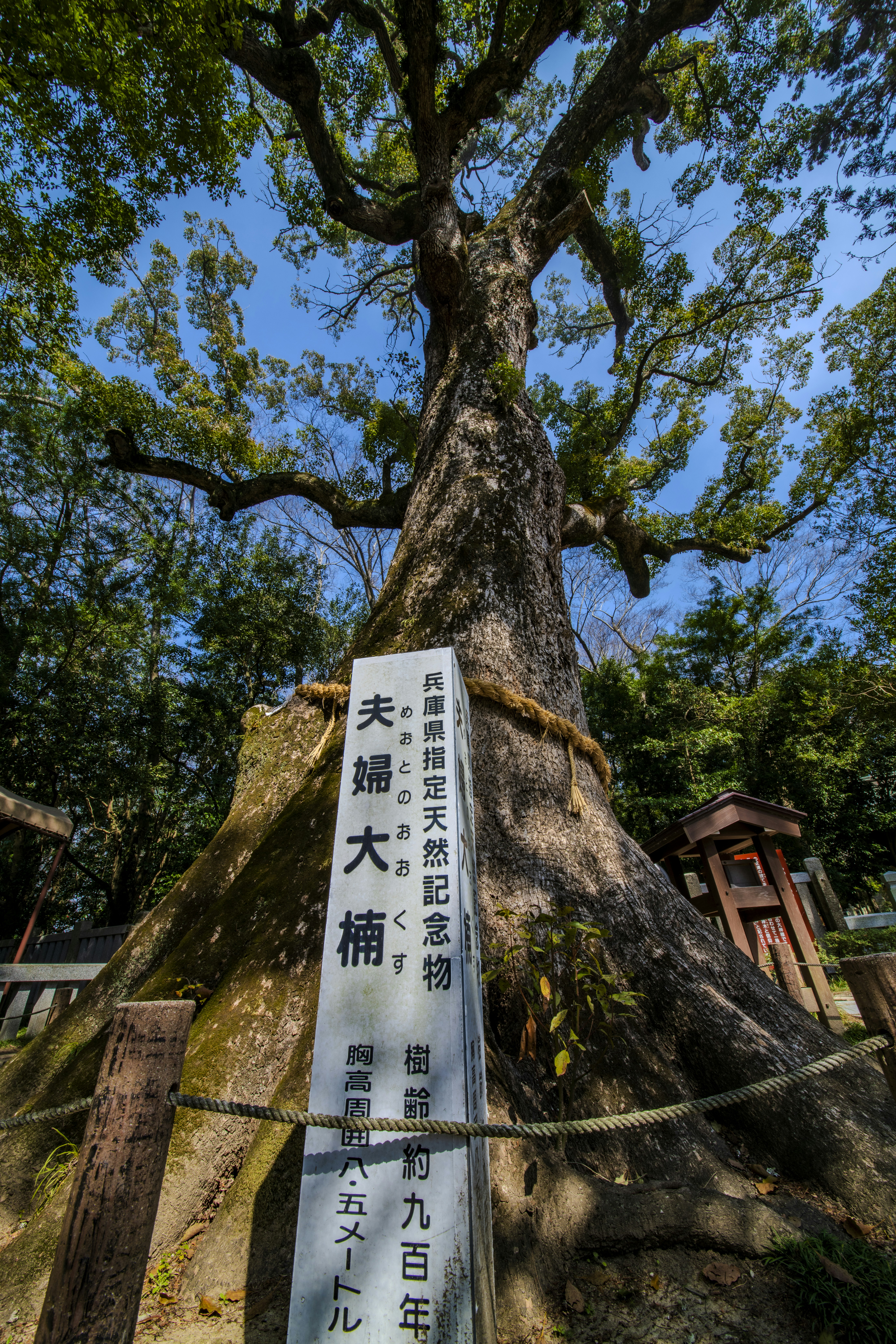 The Sentinel Cedar: towering shrine tree with shimenawa and weathered plaque