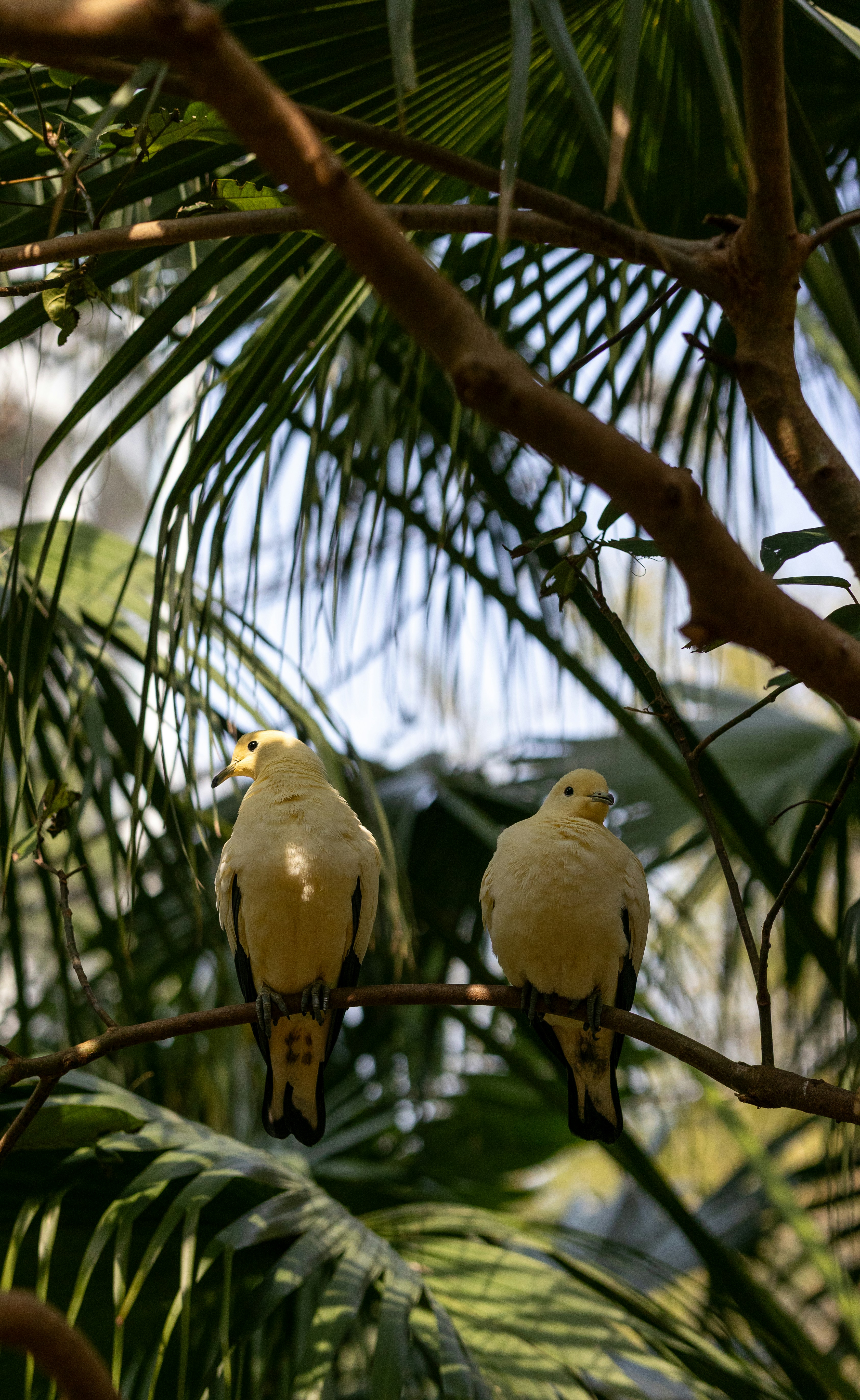 Twin Yellow Birds Perched on a Palm Branch Beneath a Jungle Canopy