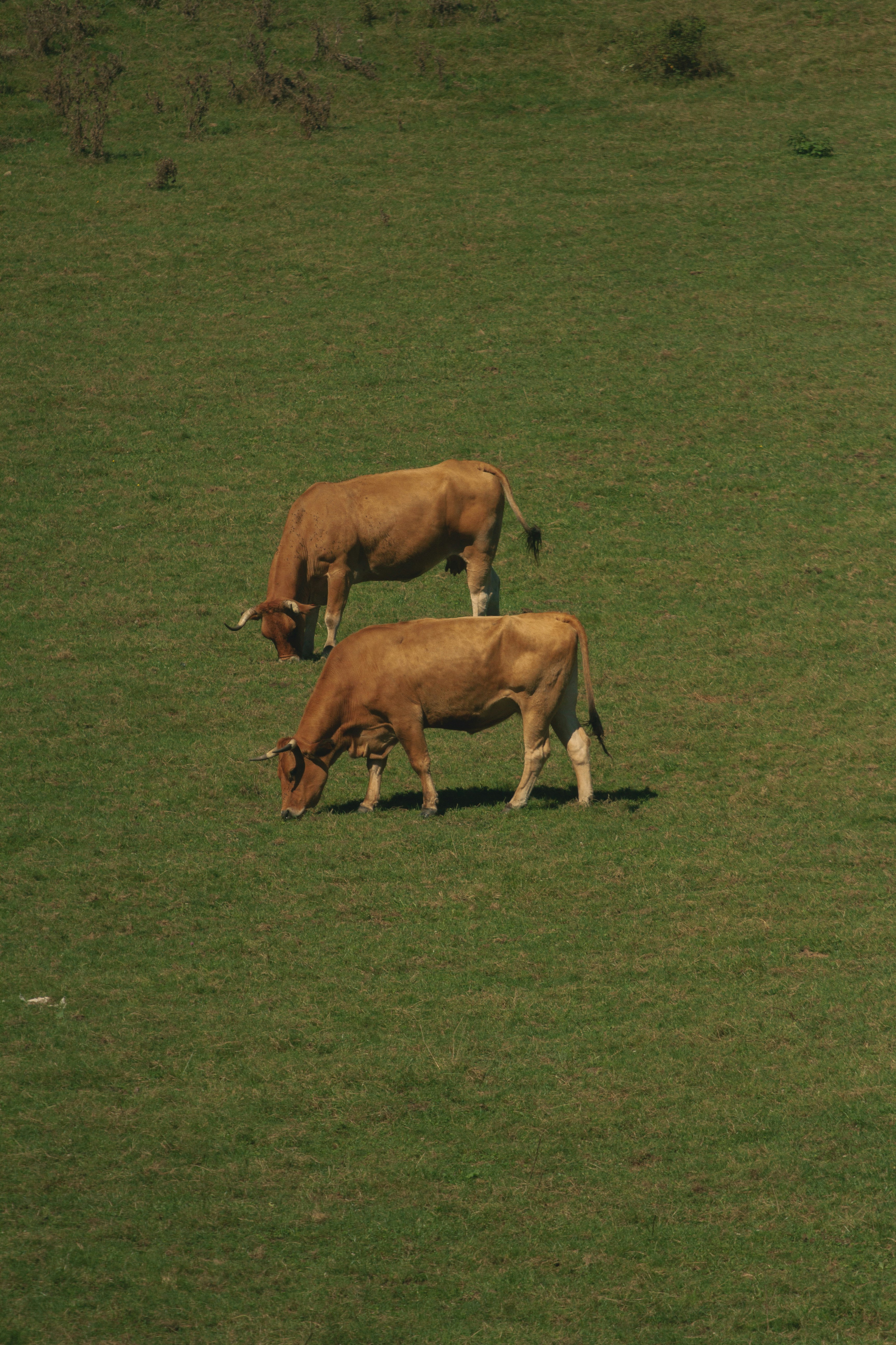 Duo of brown cattle grazing on a sunlit hillside