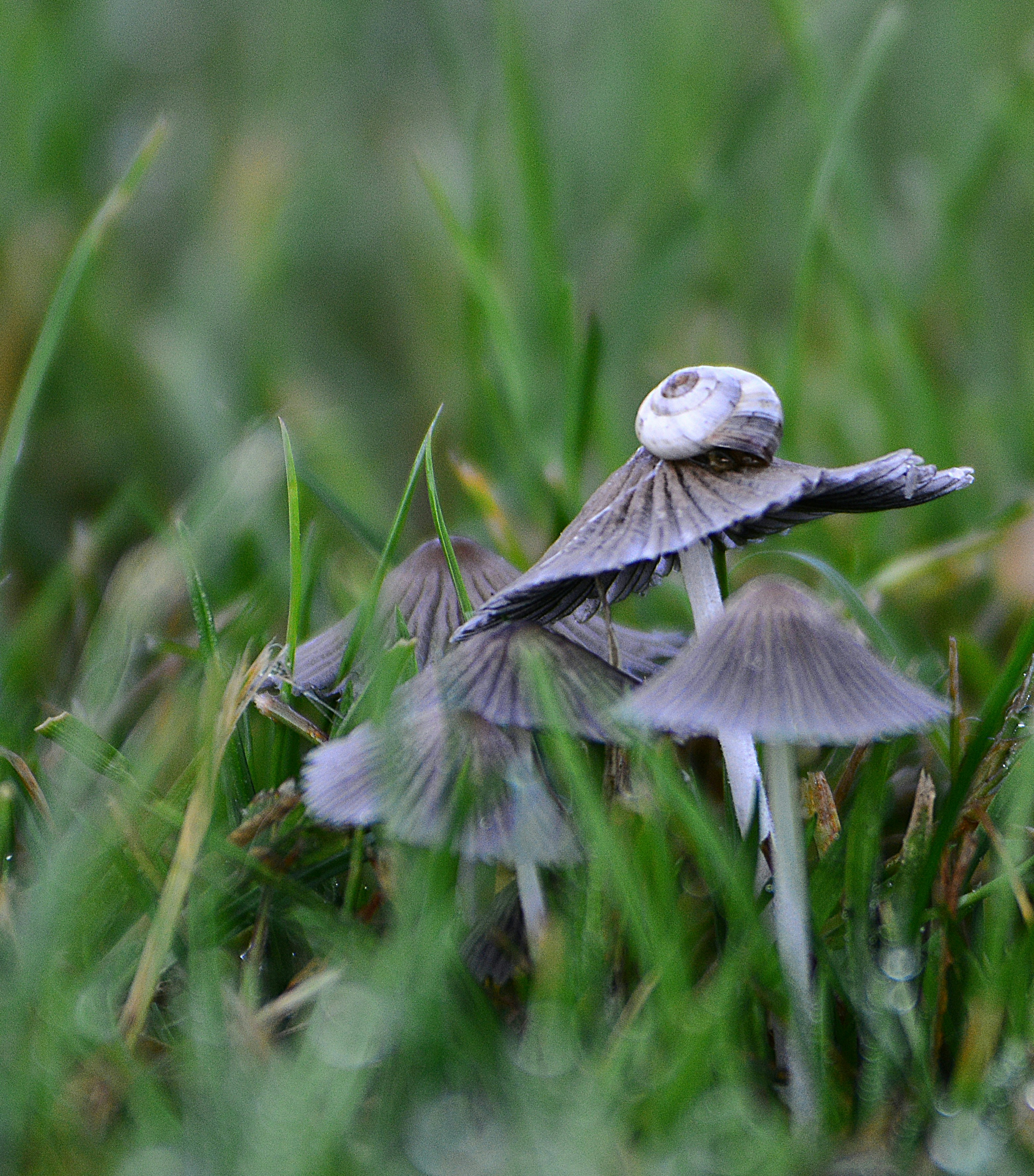 Snail Crown on a Mushroom in a Dewy Grass Micro-Scene
