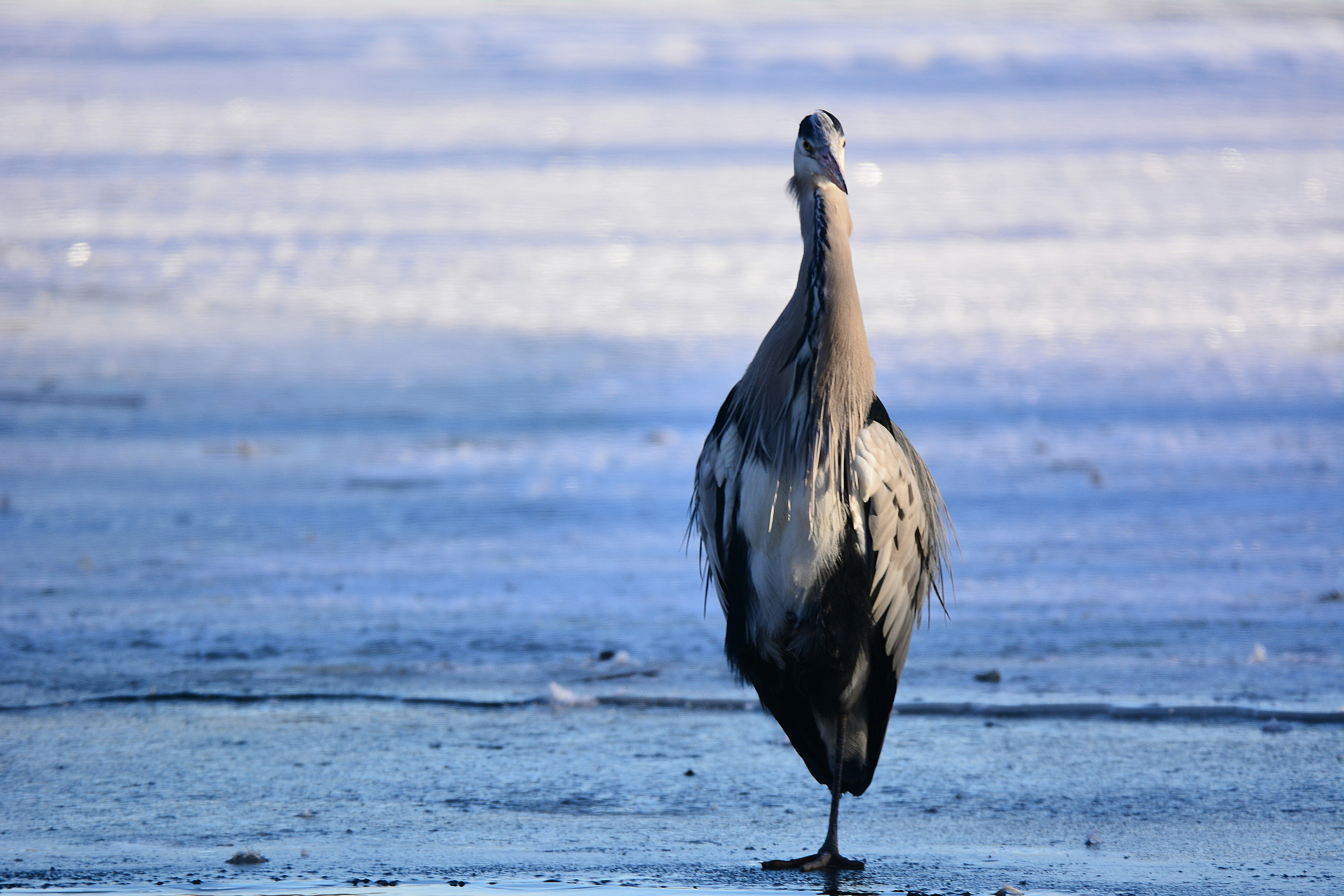Blue Ice Solitude: A Solitary Heron on Frozen Terrain