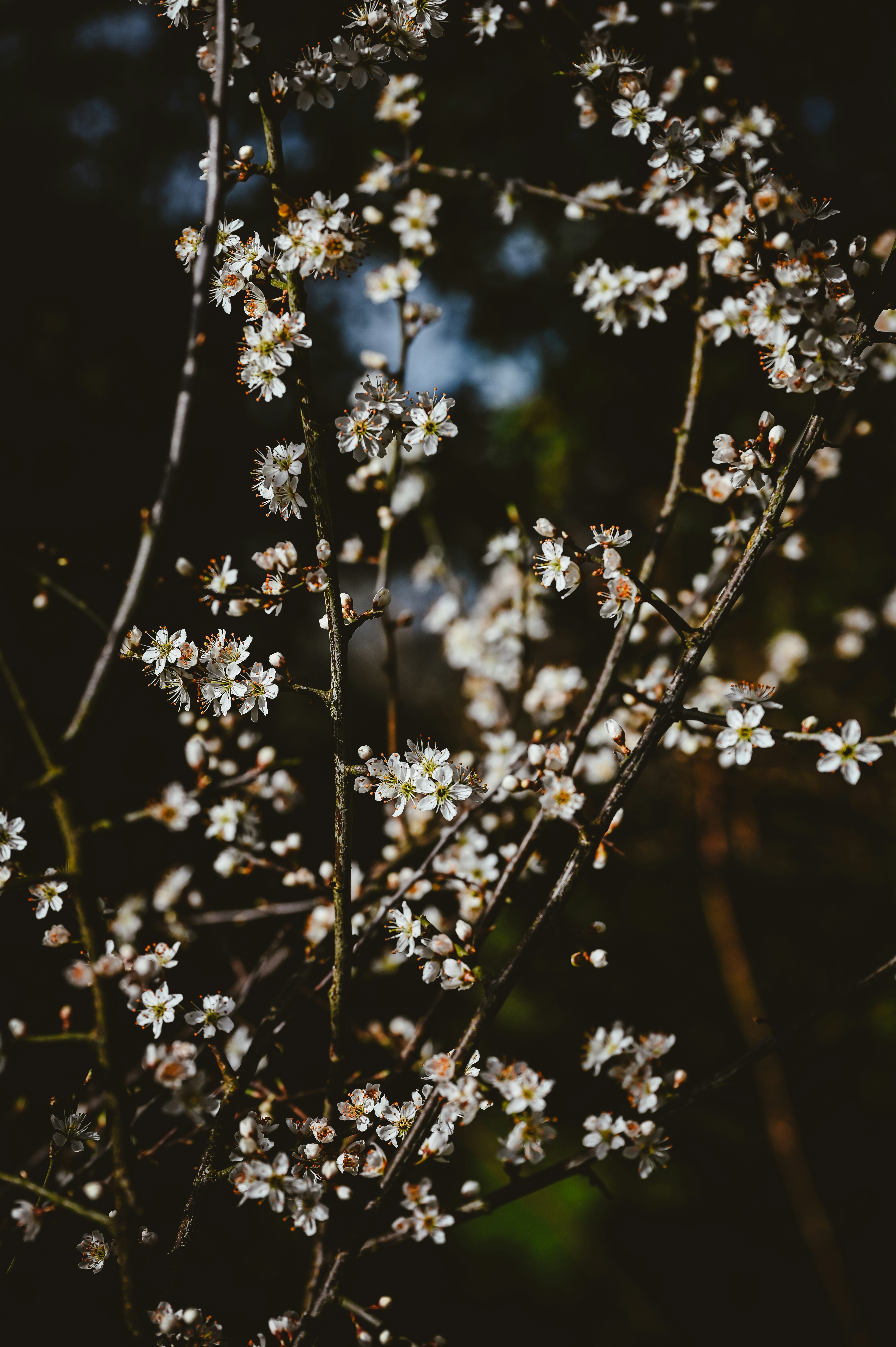 Photo by Nik with Nikon Z6