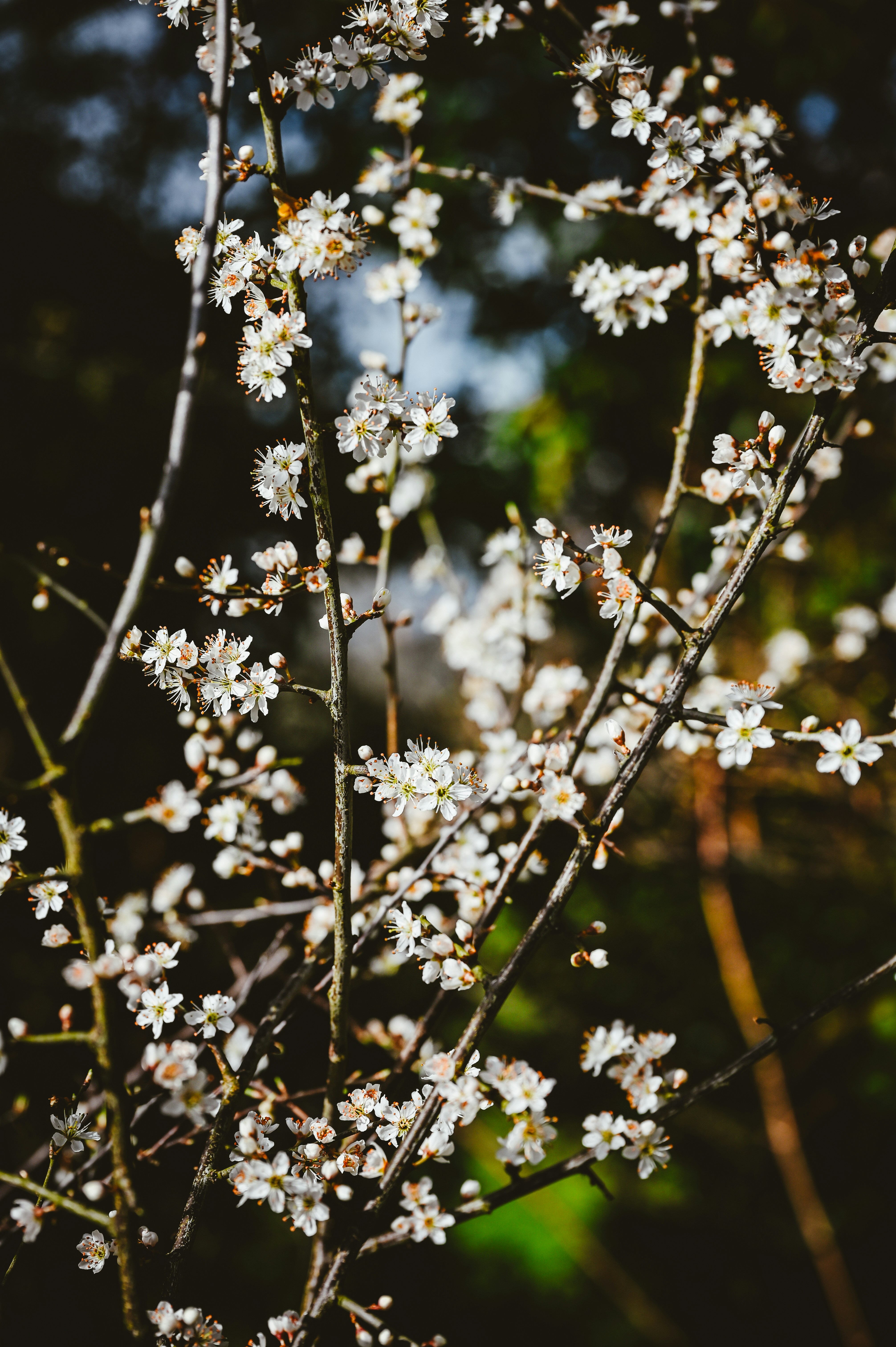 Photo by Nik with Nikon Z6