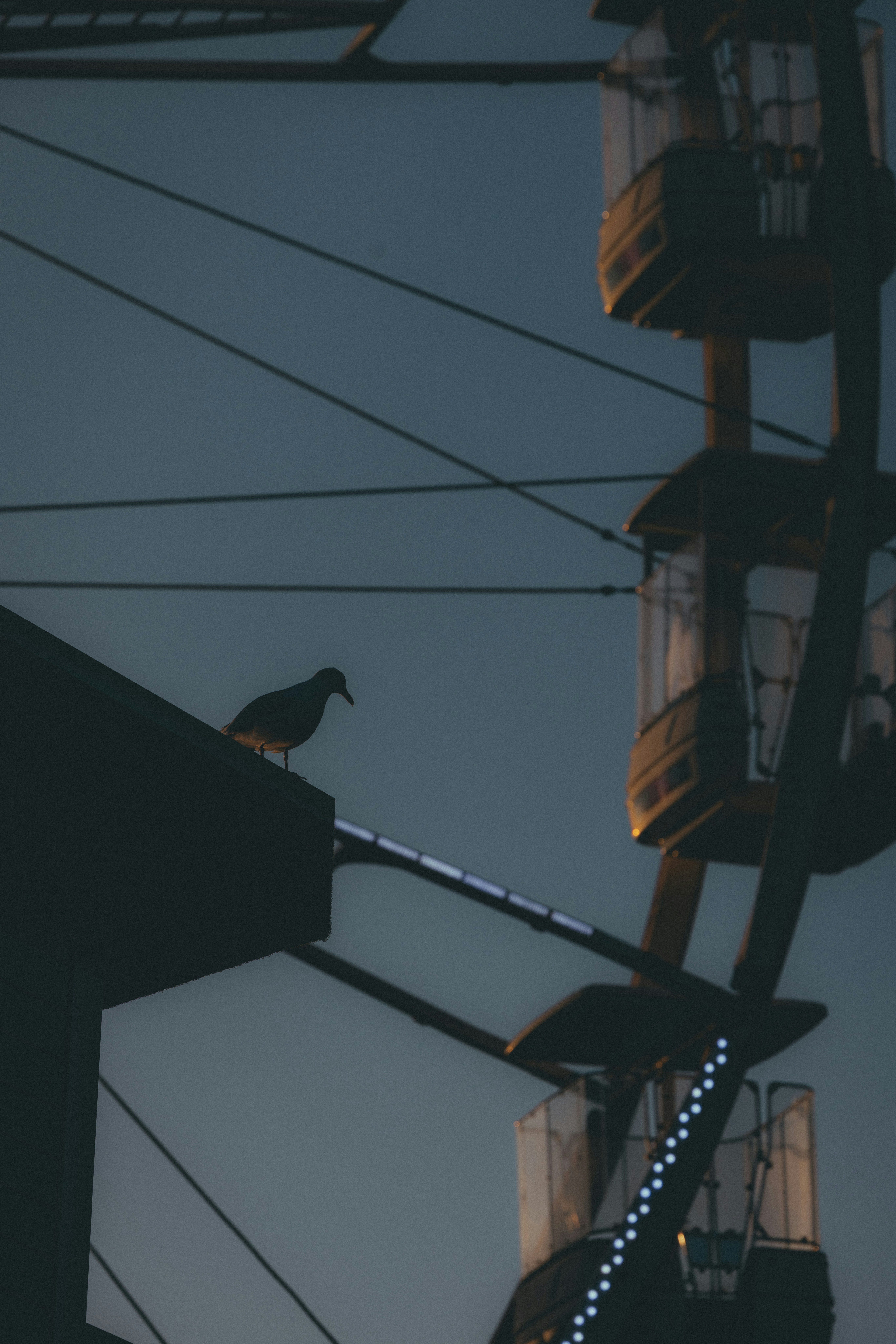Silhouette of a bird perched near a Ferris wheel against a twilight sky.