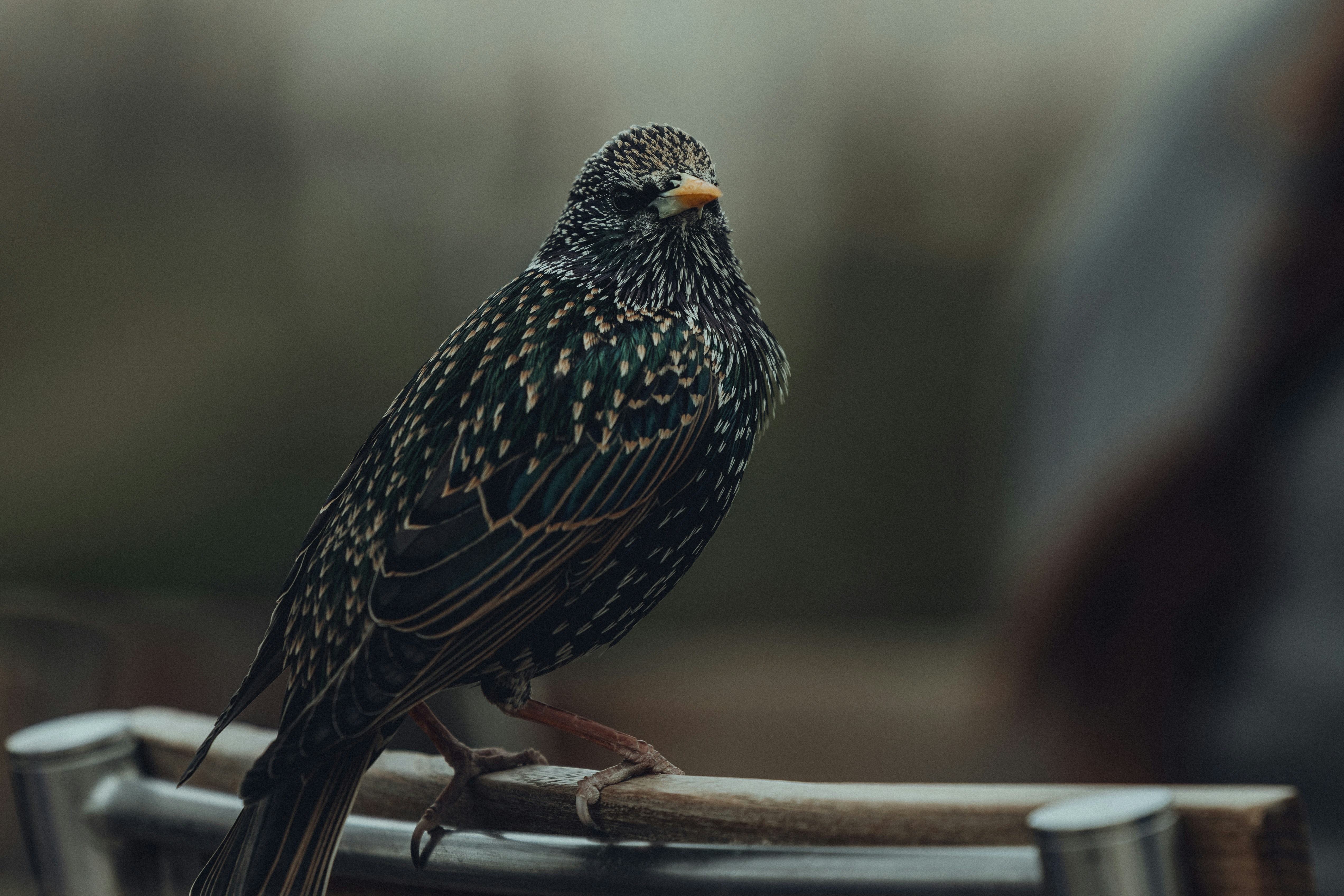 A European starling perched gracefully on a wooden railing, showcasing its iridescent plumage against a muted background.