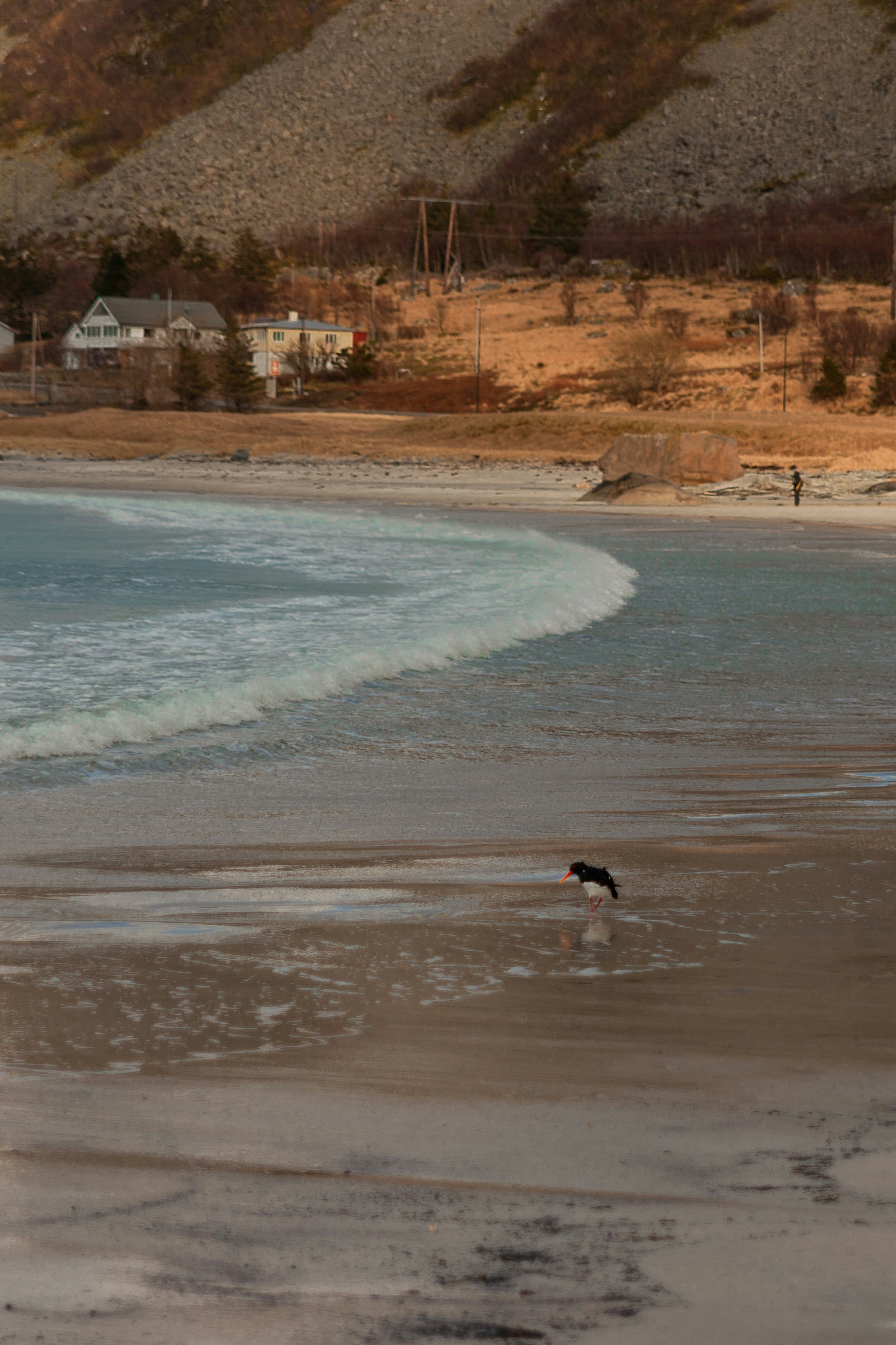 Low Tide Dash: a Black-and-White Dog Skims the Quiet Shoreline