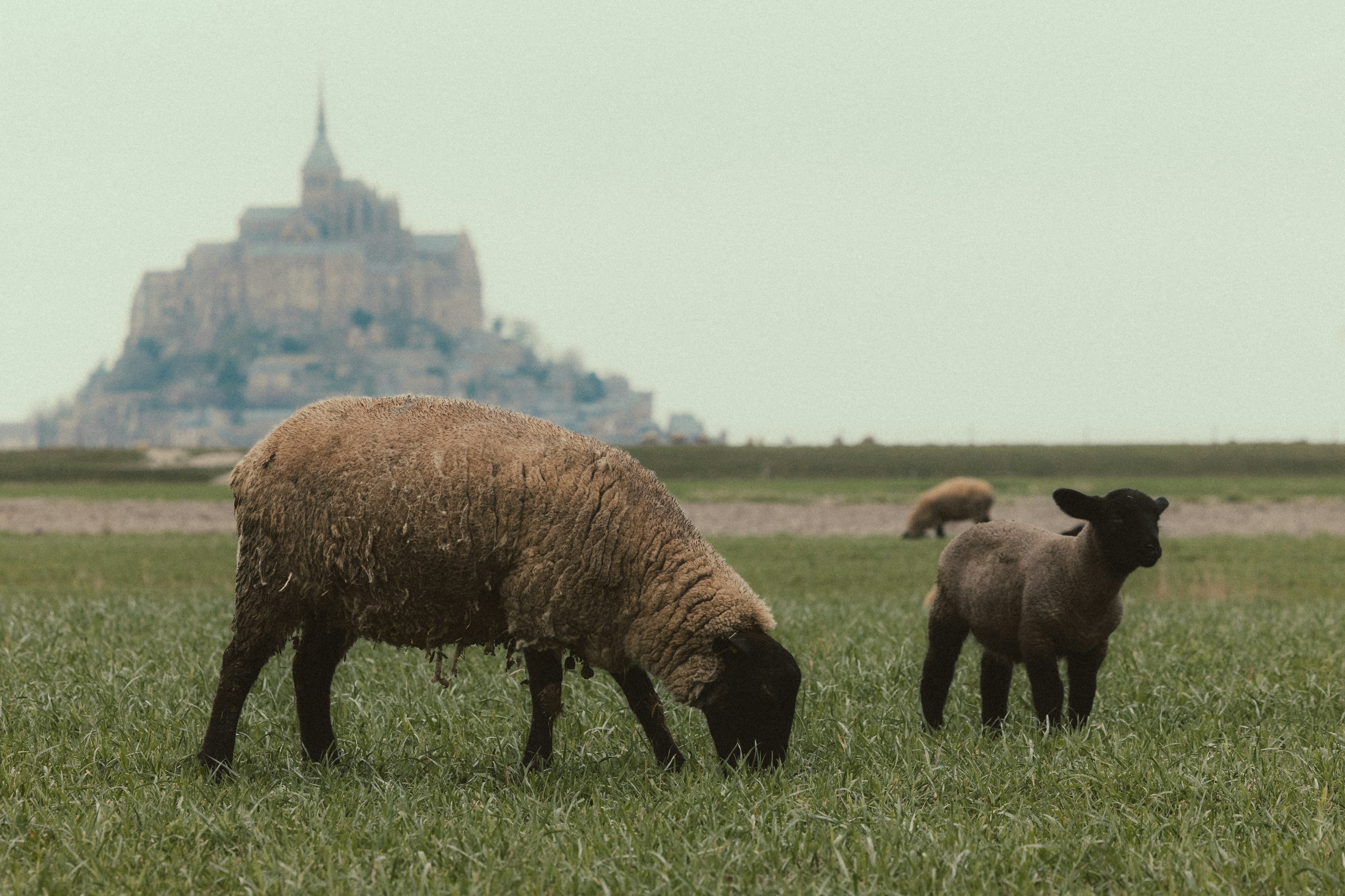 Two sheep grazing in a lush green field with a distant view of Mont Saint-Michel on the horizon.