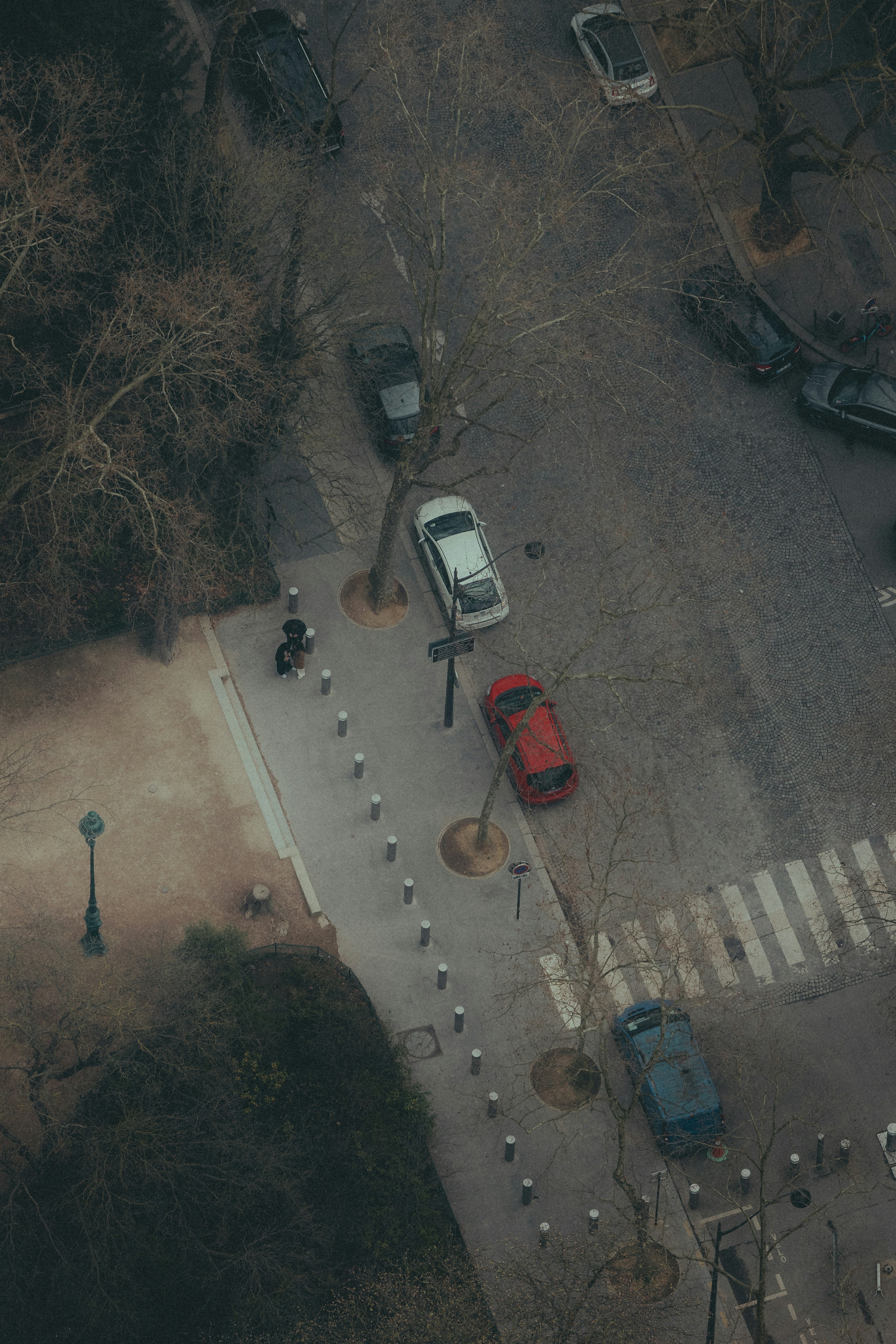 Overhead Quiet: Cars, Crosswalks, and Bare Branches in a Dusk Window