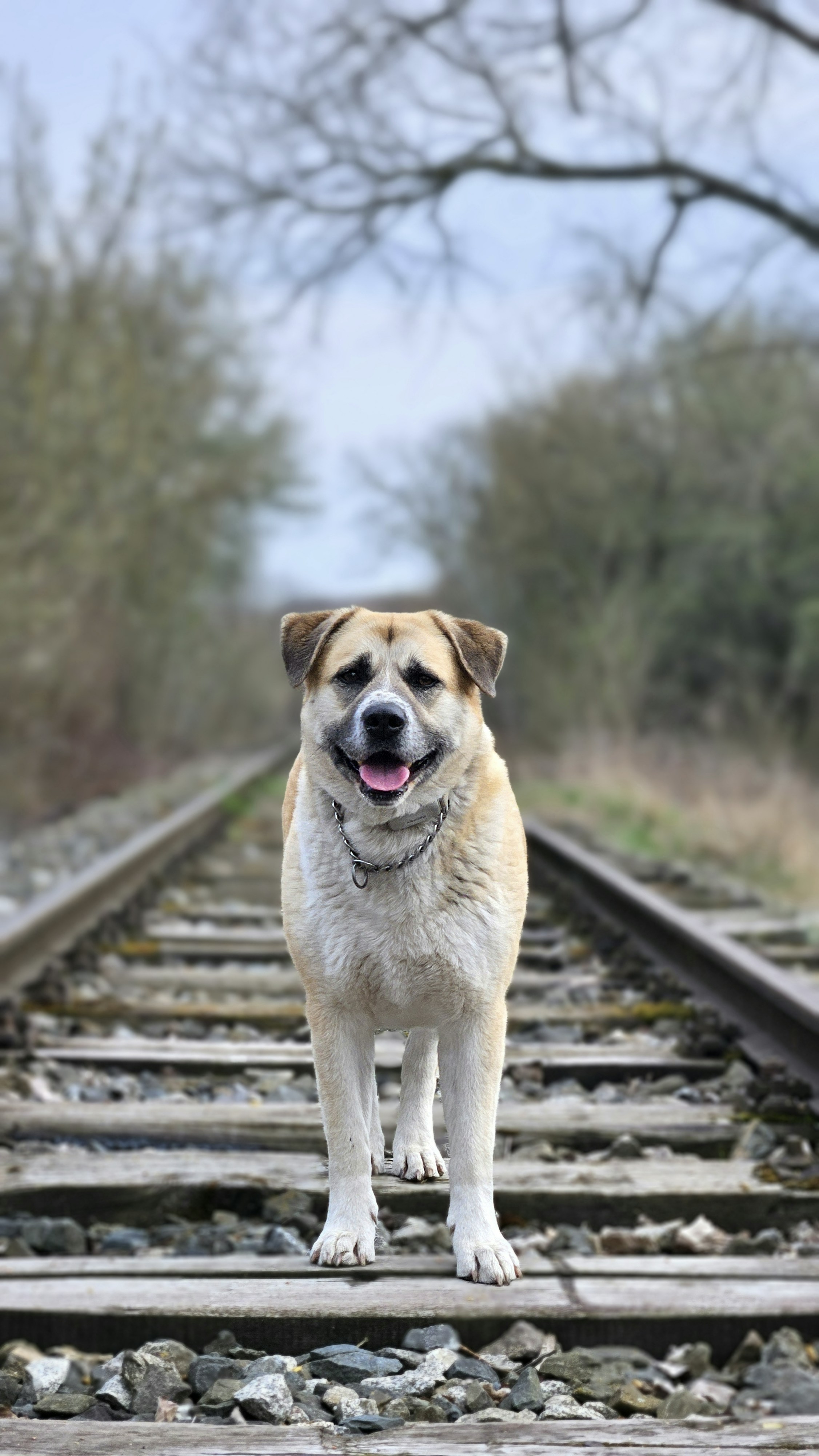 A tan-and-white dog stands on weathered railroad tracks, mouth open in a smile, with a softly blurred forest backdrop. This is a photograph.