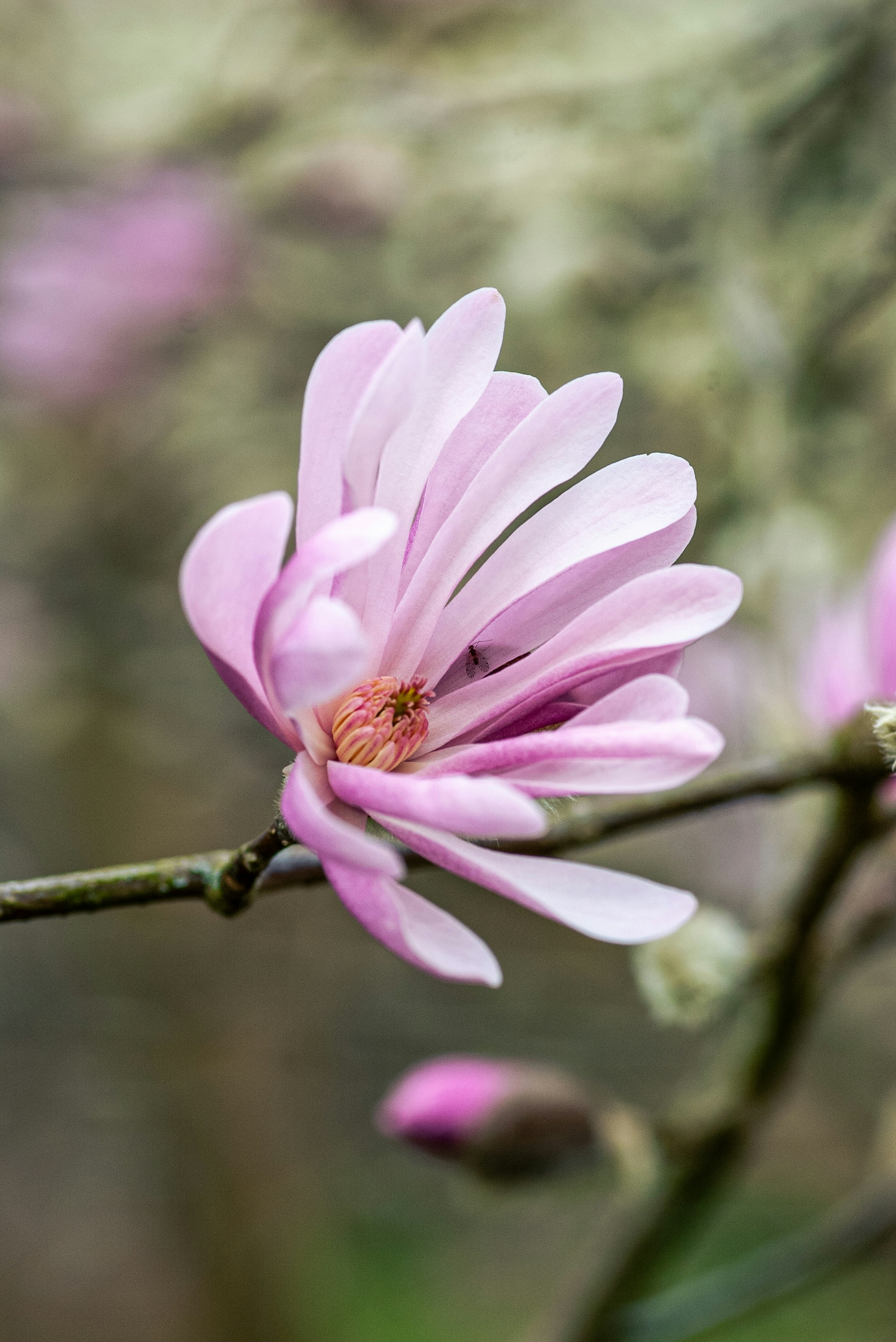 A pink magnolia flower blooms in spring. photo – Free Flowers Image on ...