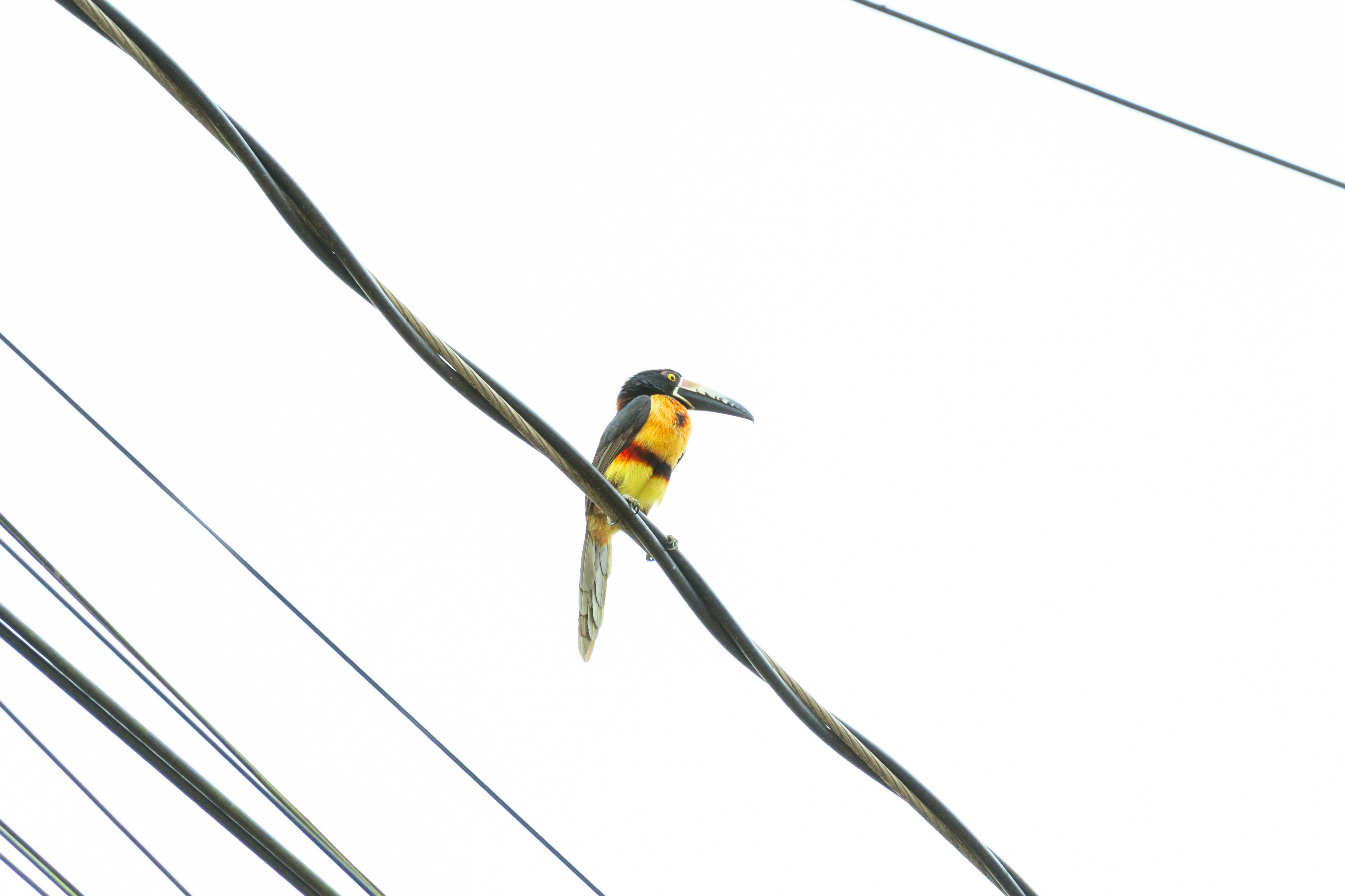 Midair over Wires: A Small Kingfisher on a Thin Wire