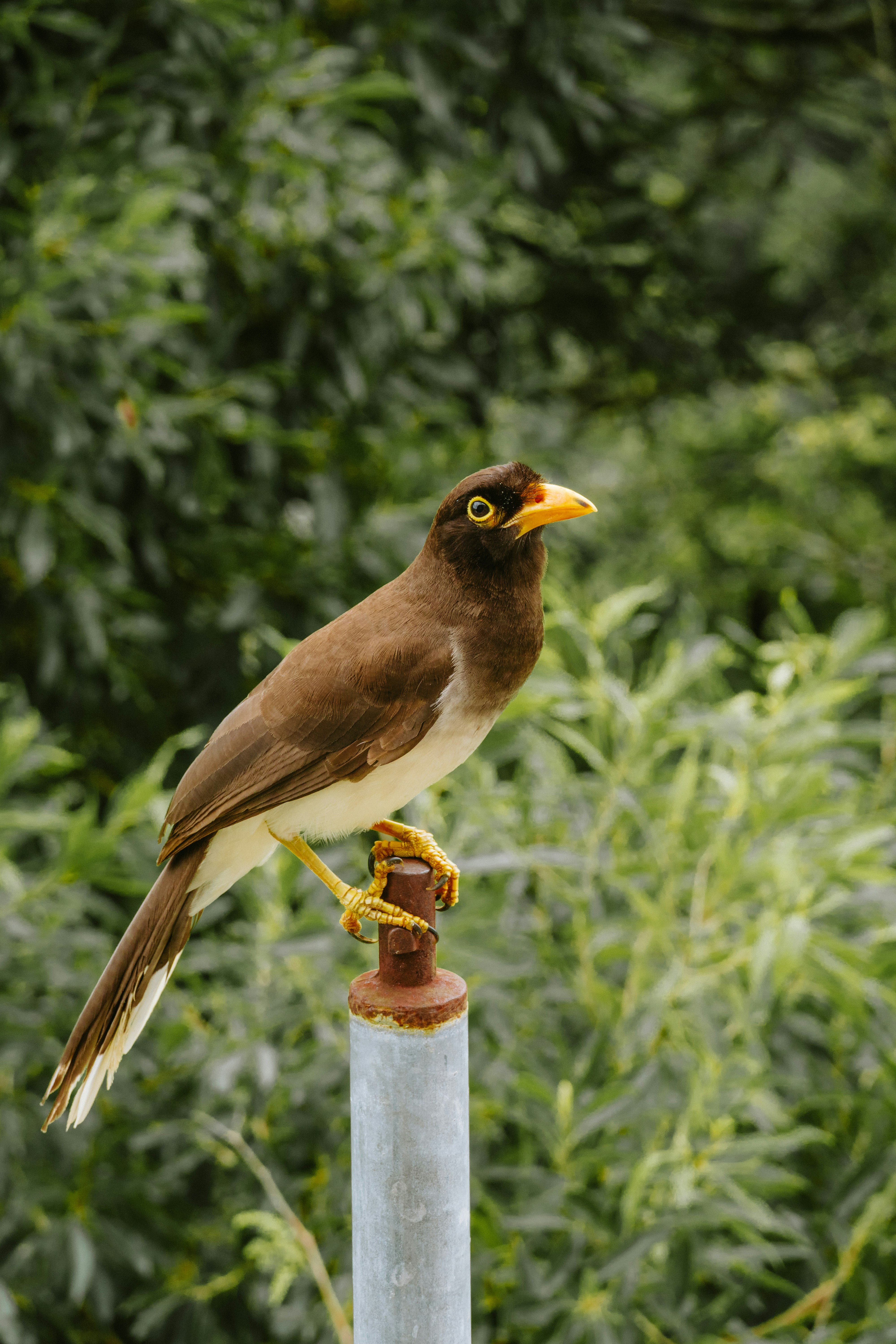 Common Myna Perched on a Rusted Post Amid Greenery