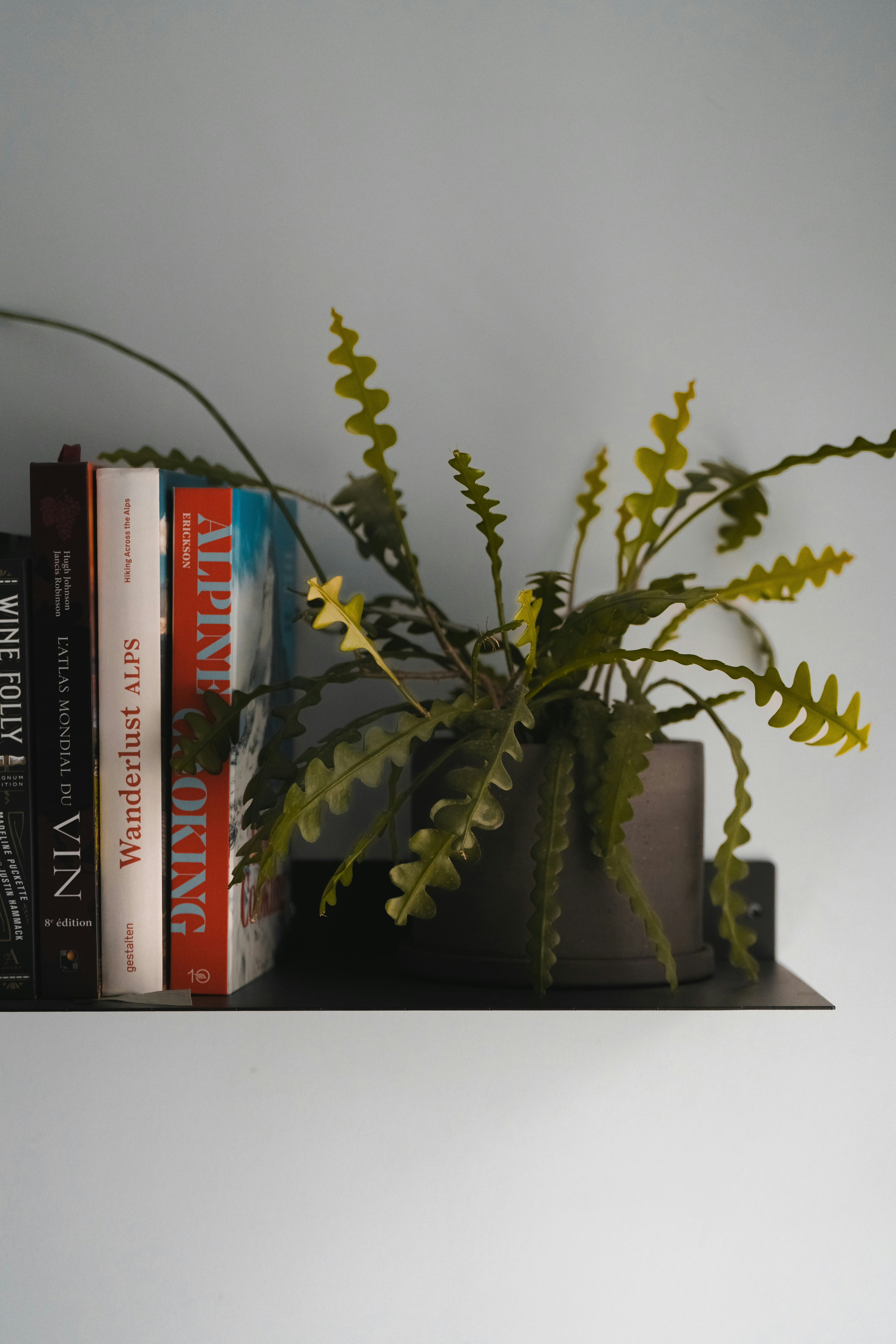 A fern and books rest on a shelf. photo – Free Flower Image on Unsplash