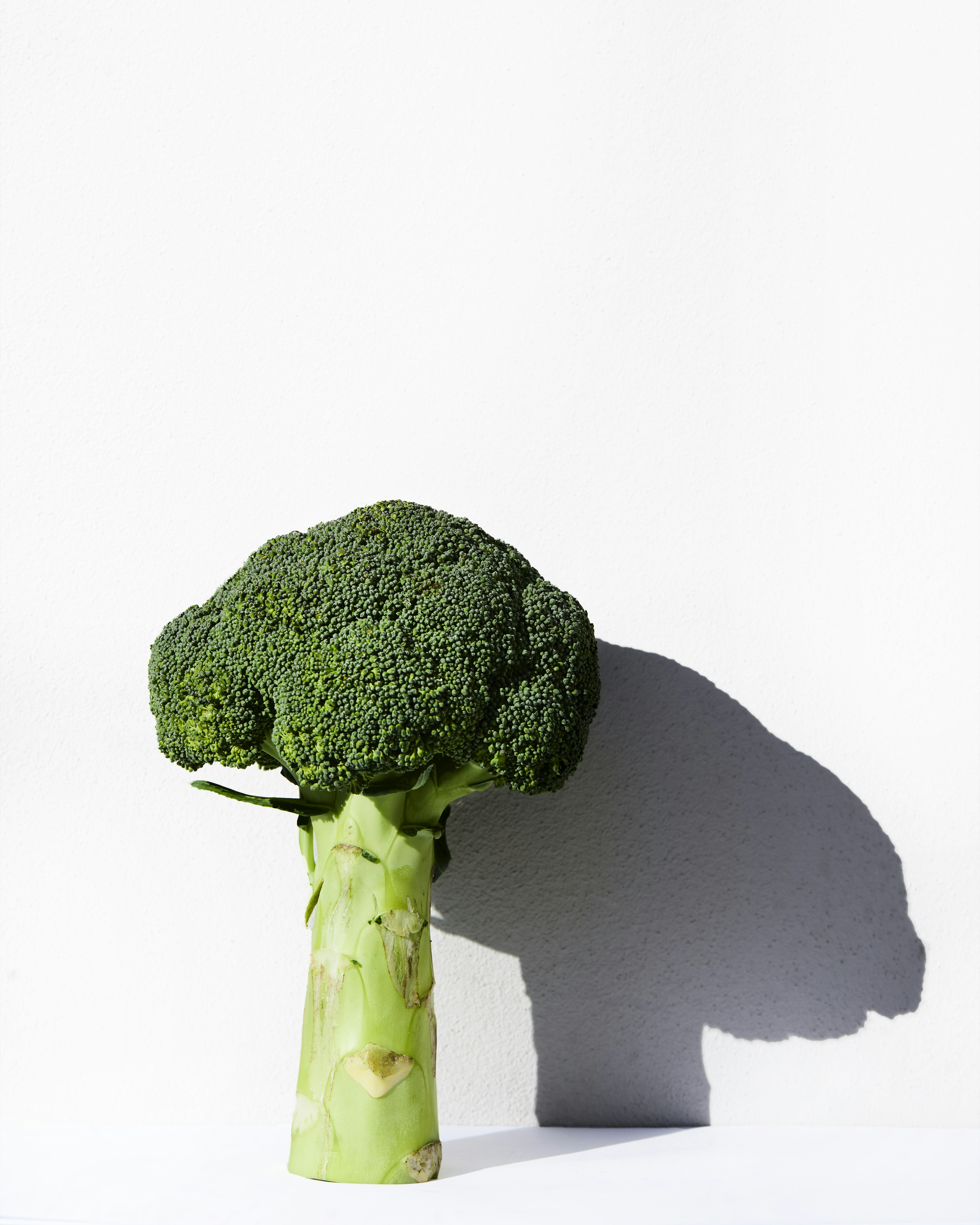 A single broccoli stands against a white background. photo – Free Food ...
