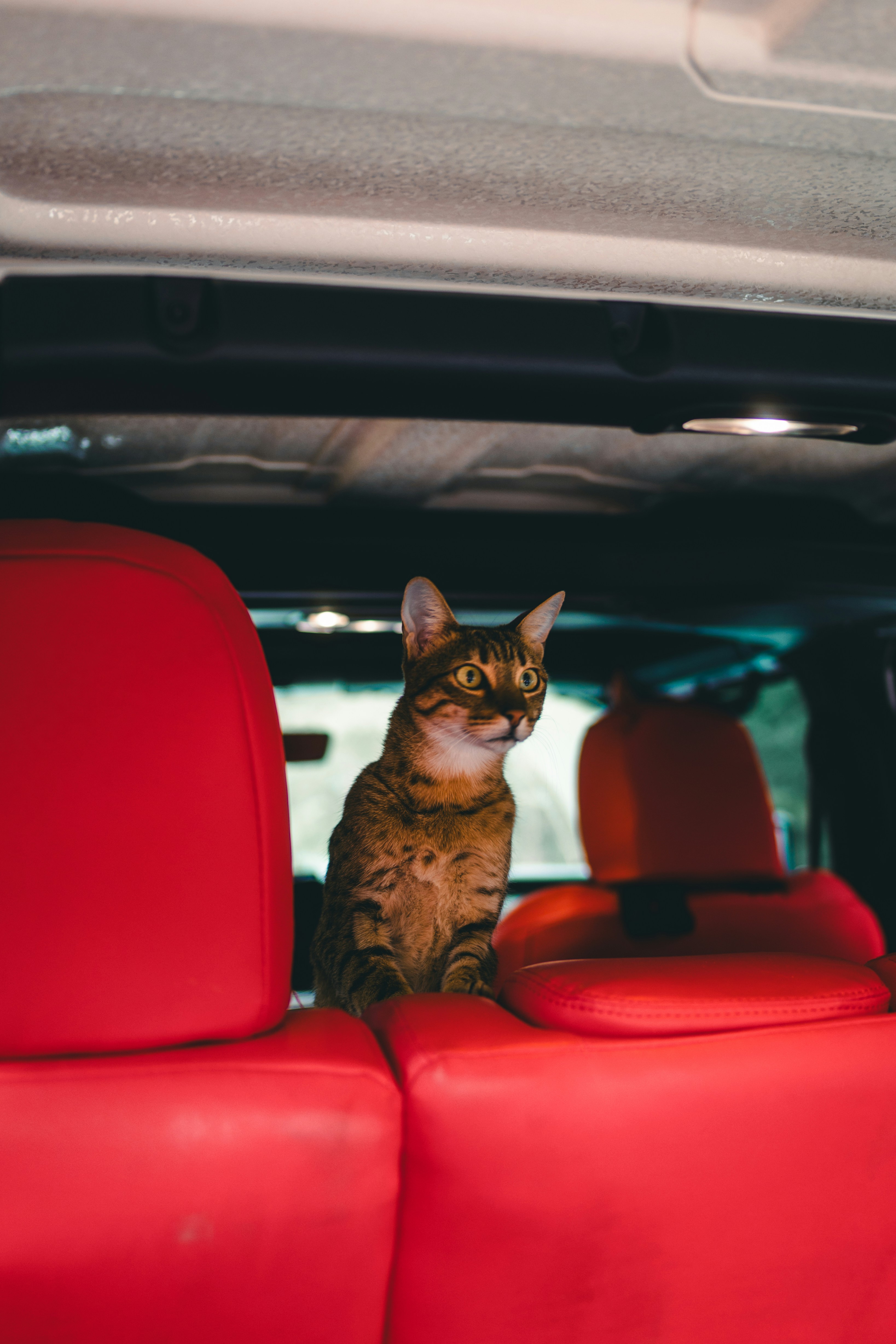 Crimson Cabin Sentinel: A Cat's Pause Between Red Seats