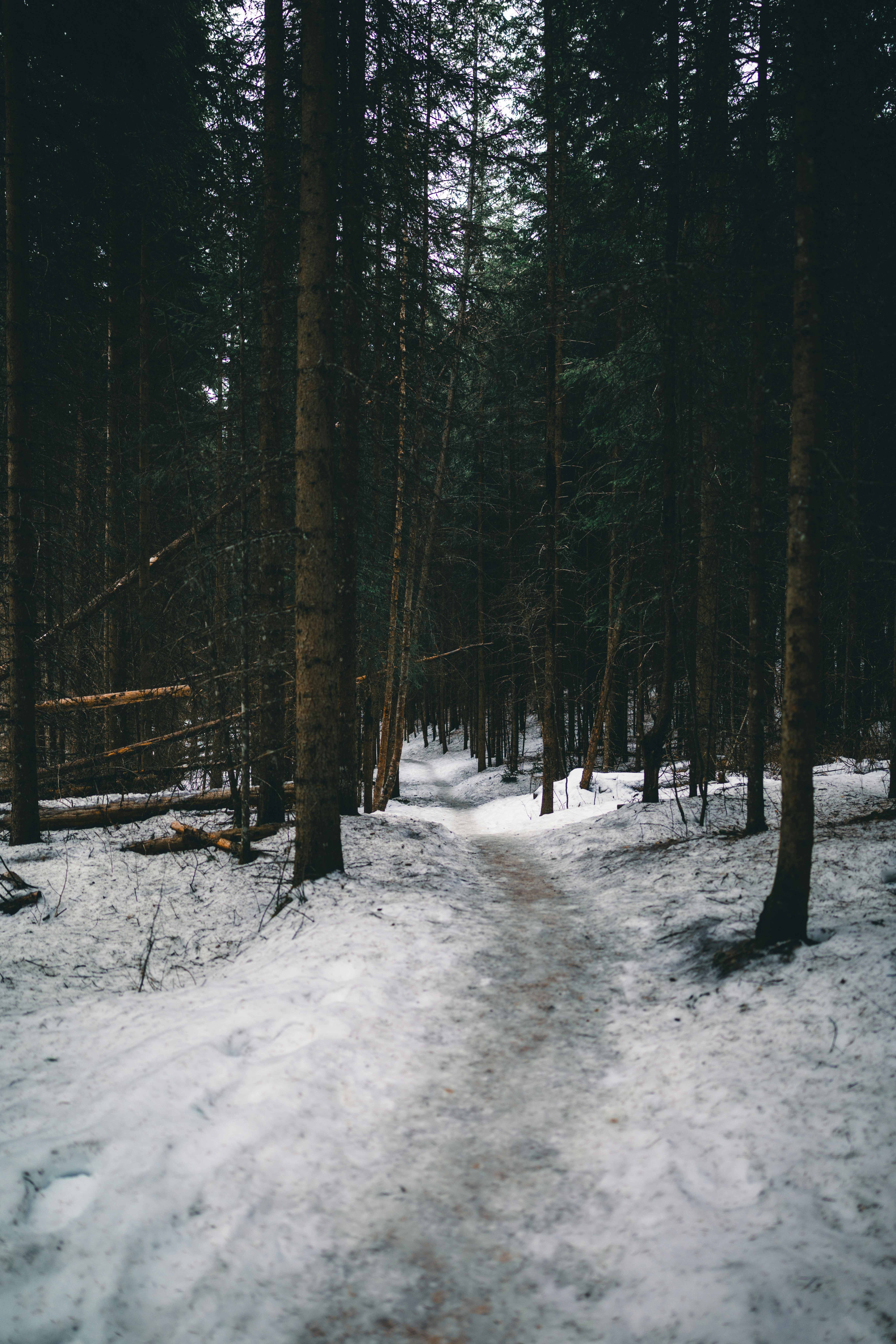 A little weekend hike at Yoho National Park | Snowy path winds through a dark, dense forest.