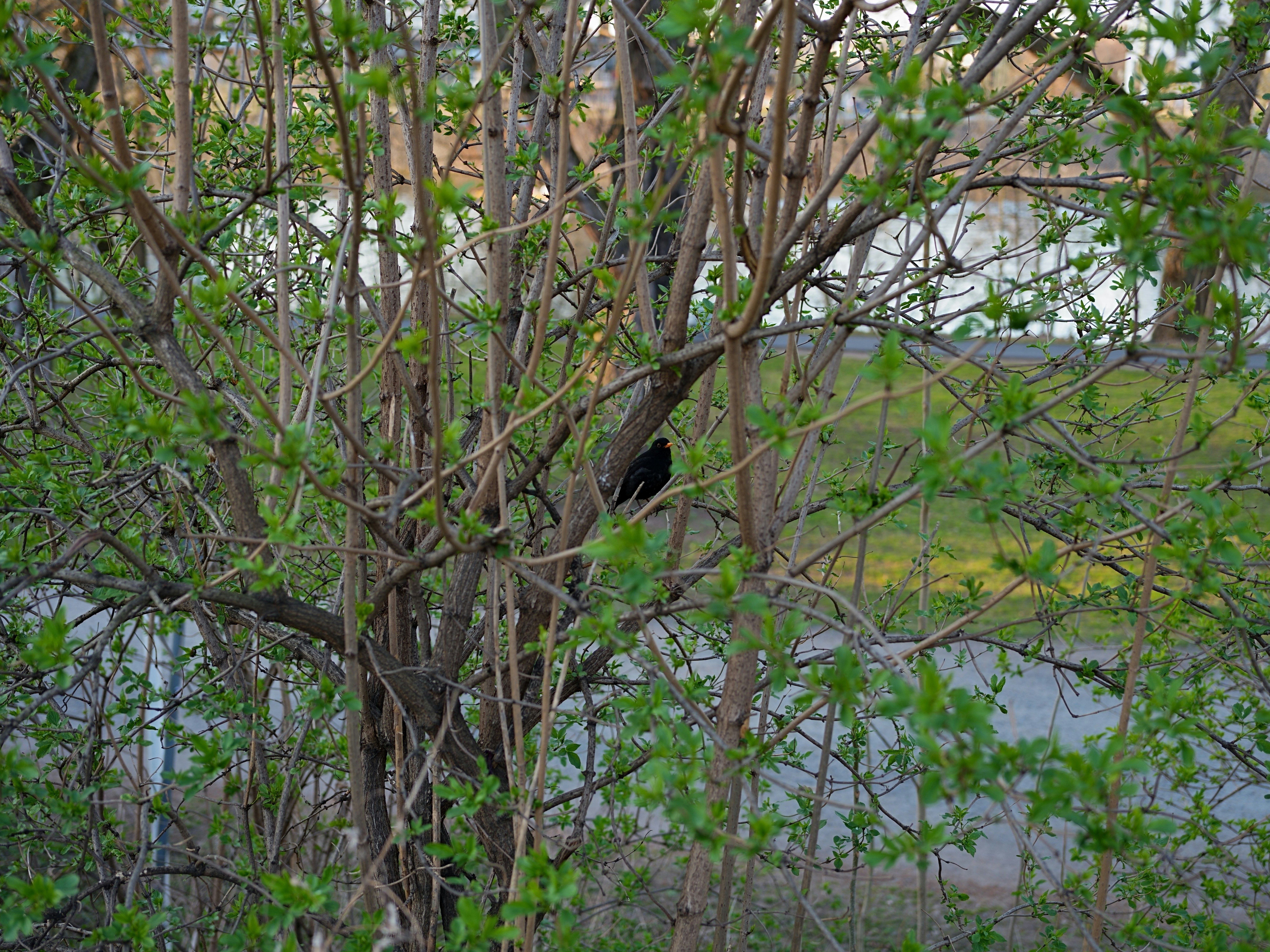 Hidden in the Thicket