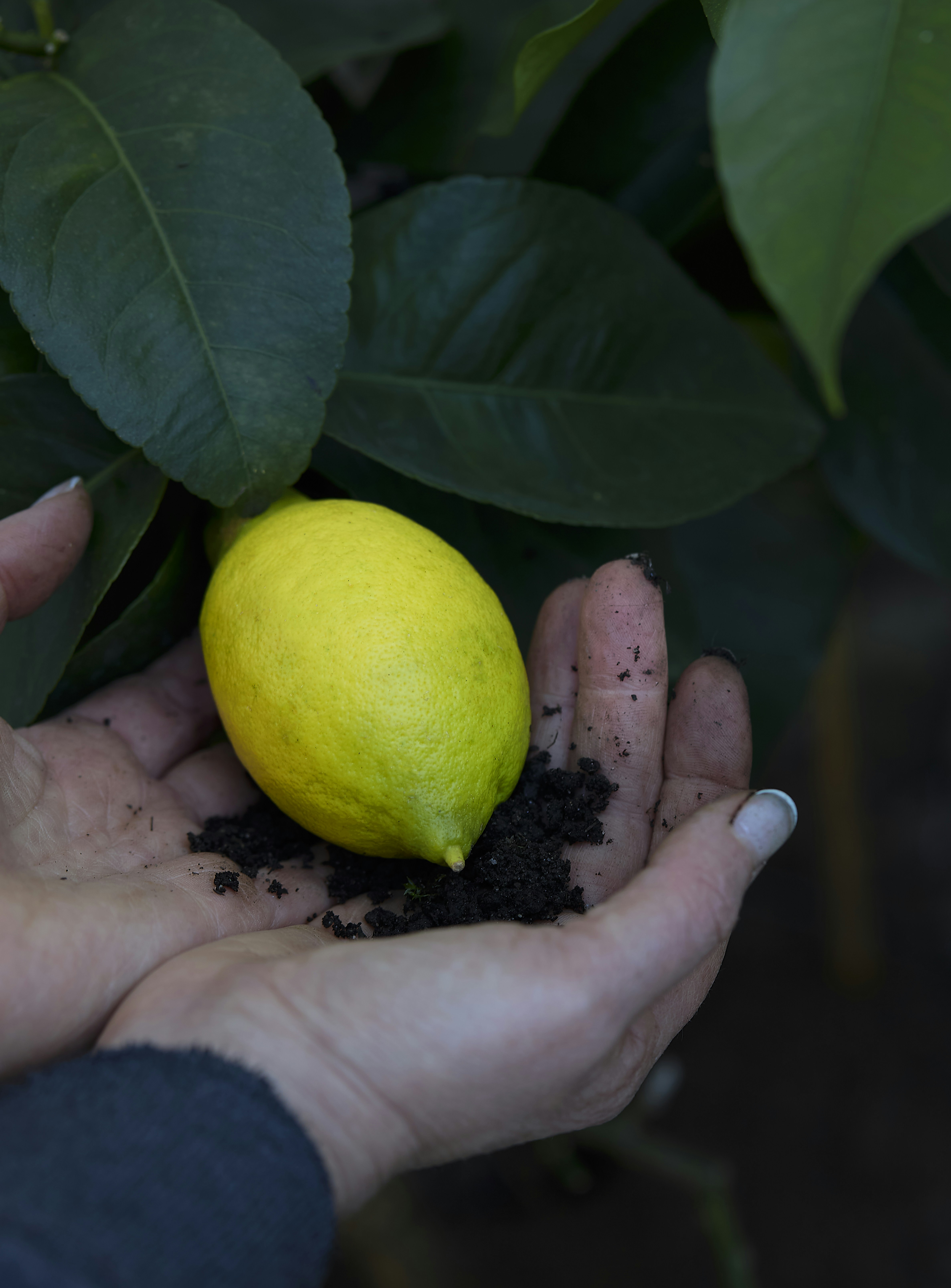 Cradled Citrus: A Lemon Resting in Dark Soil Among Green Leaves