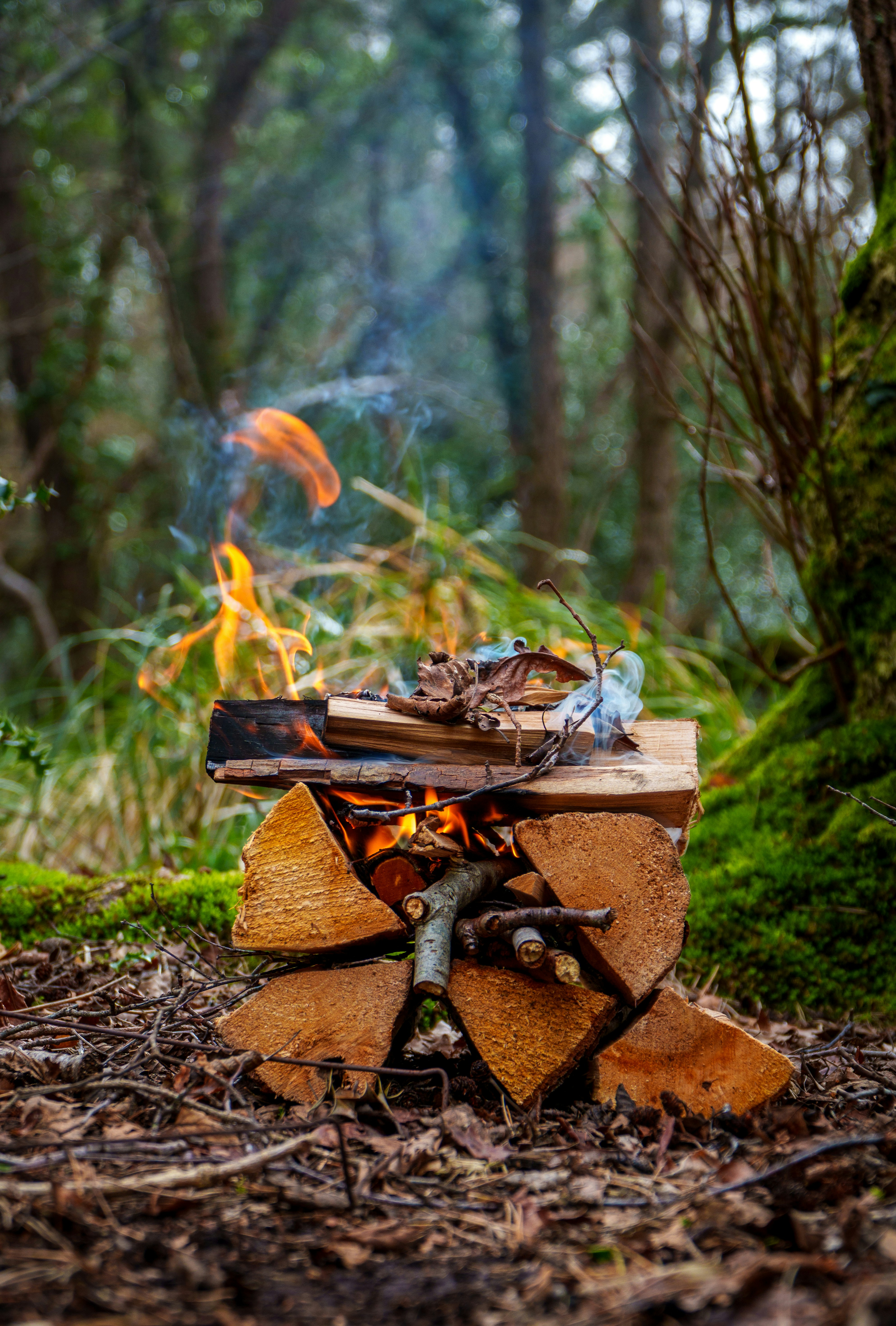 Embers in the Green Hearth: Firelight Among Moss and Pines