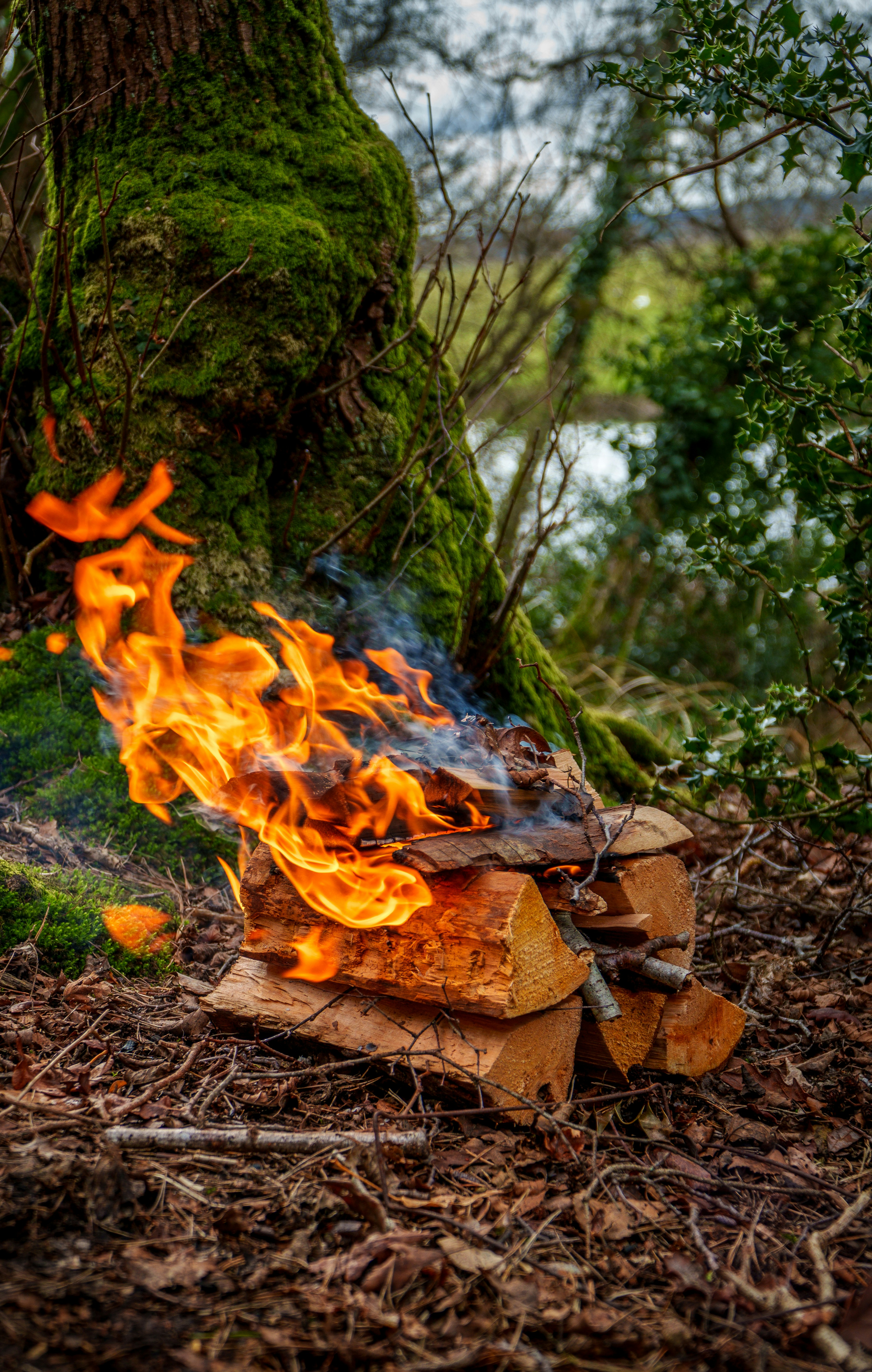Wooden Fire on a Forest Floor