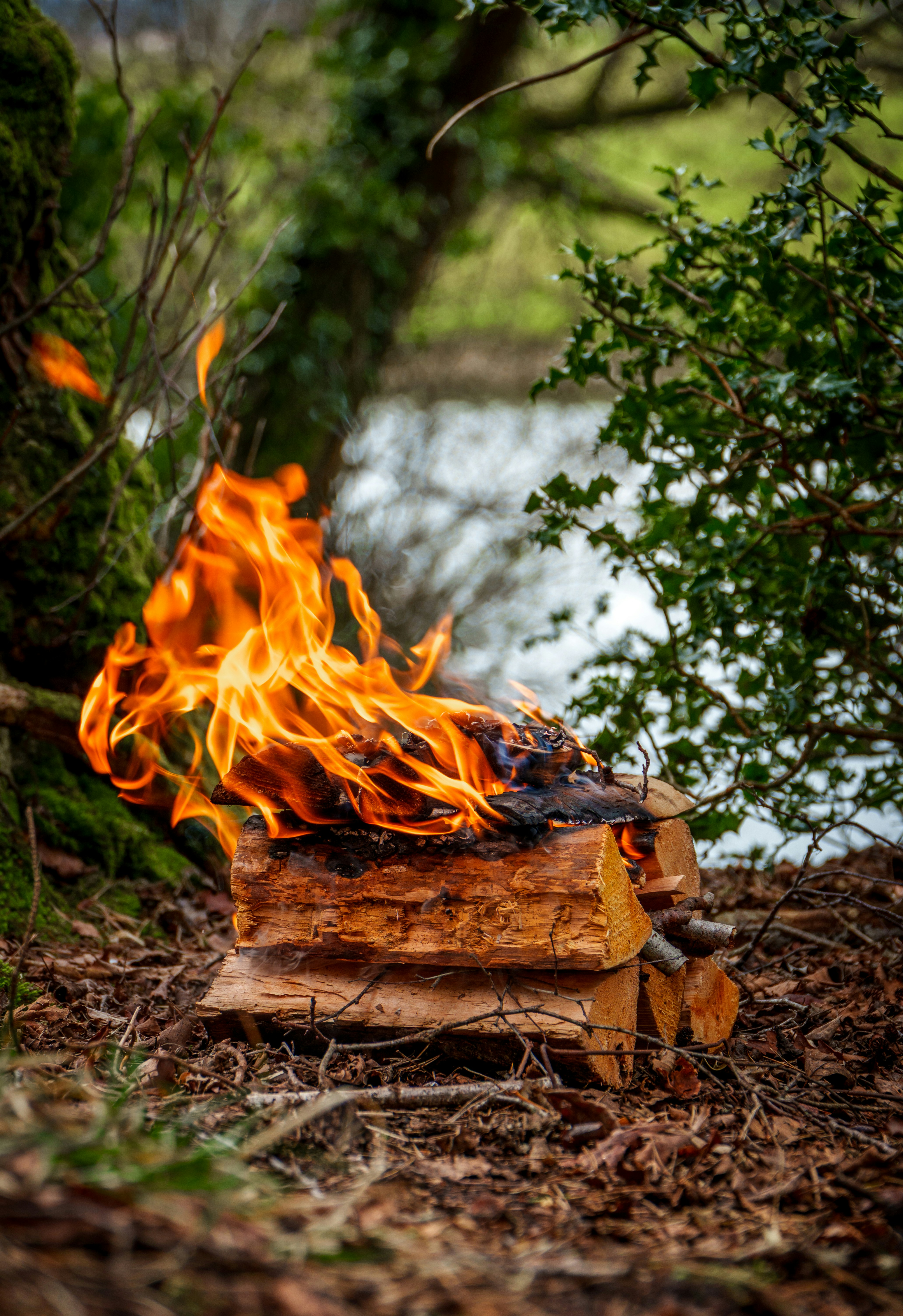 A fire burns brightly amidst the forest. photo – Free Wallpaper Image ...