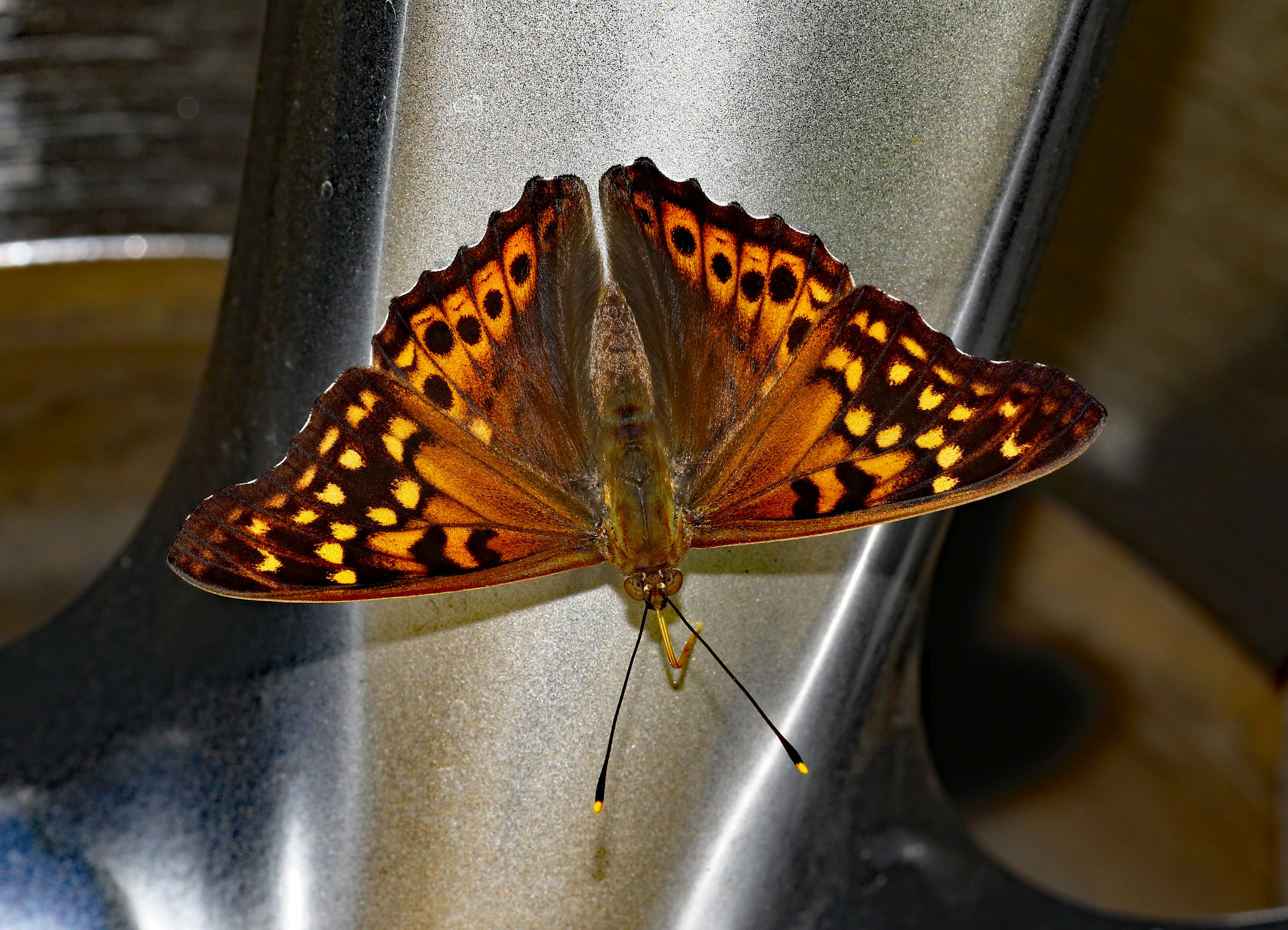 Wings on Chrome: Painted Lady Spreads on a Metallic Stage