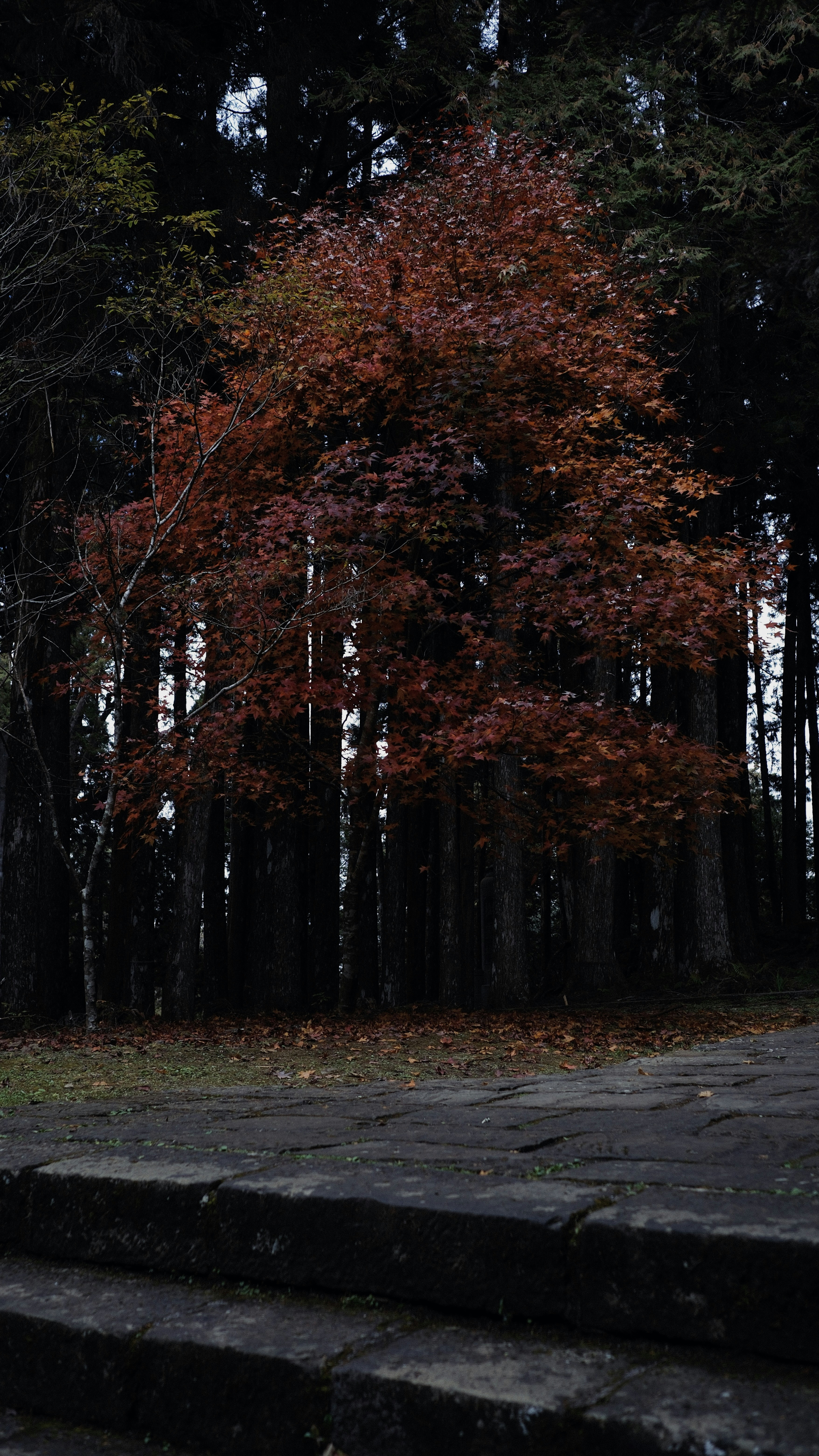 A vibrant red tree stands out against a dark forest backdrop, its leaves contrasting with the surrounding tall, shadowy trunks. The scene evokes a sense of tranquility and seasonal transition.