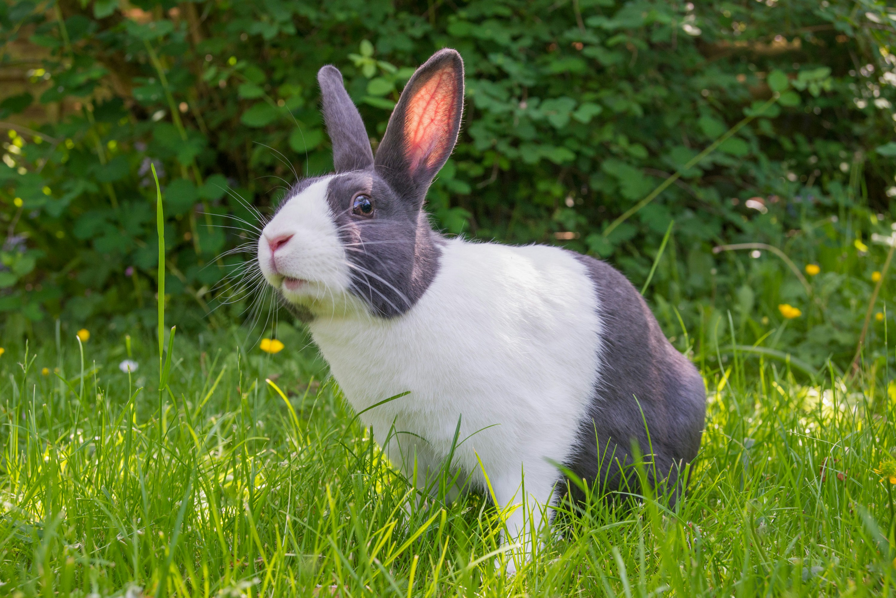 A two-toned rabbit stands in the green grass. photo – Free Animal Image ...