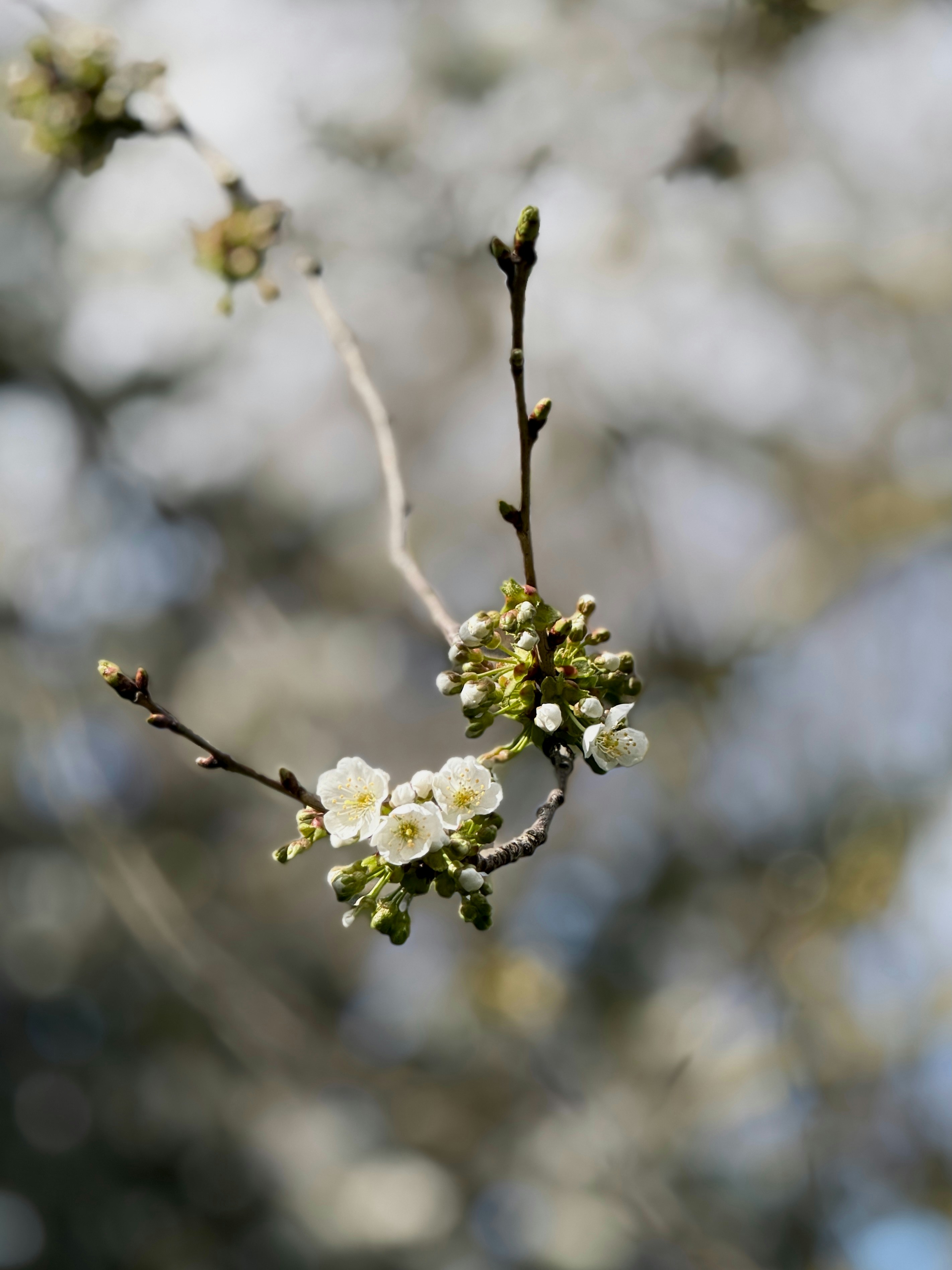 Spring's First Bloom: White Blossoms on a Delicate Twig