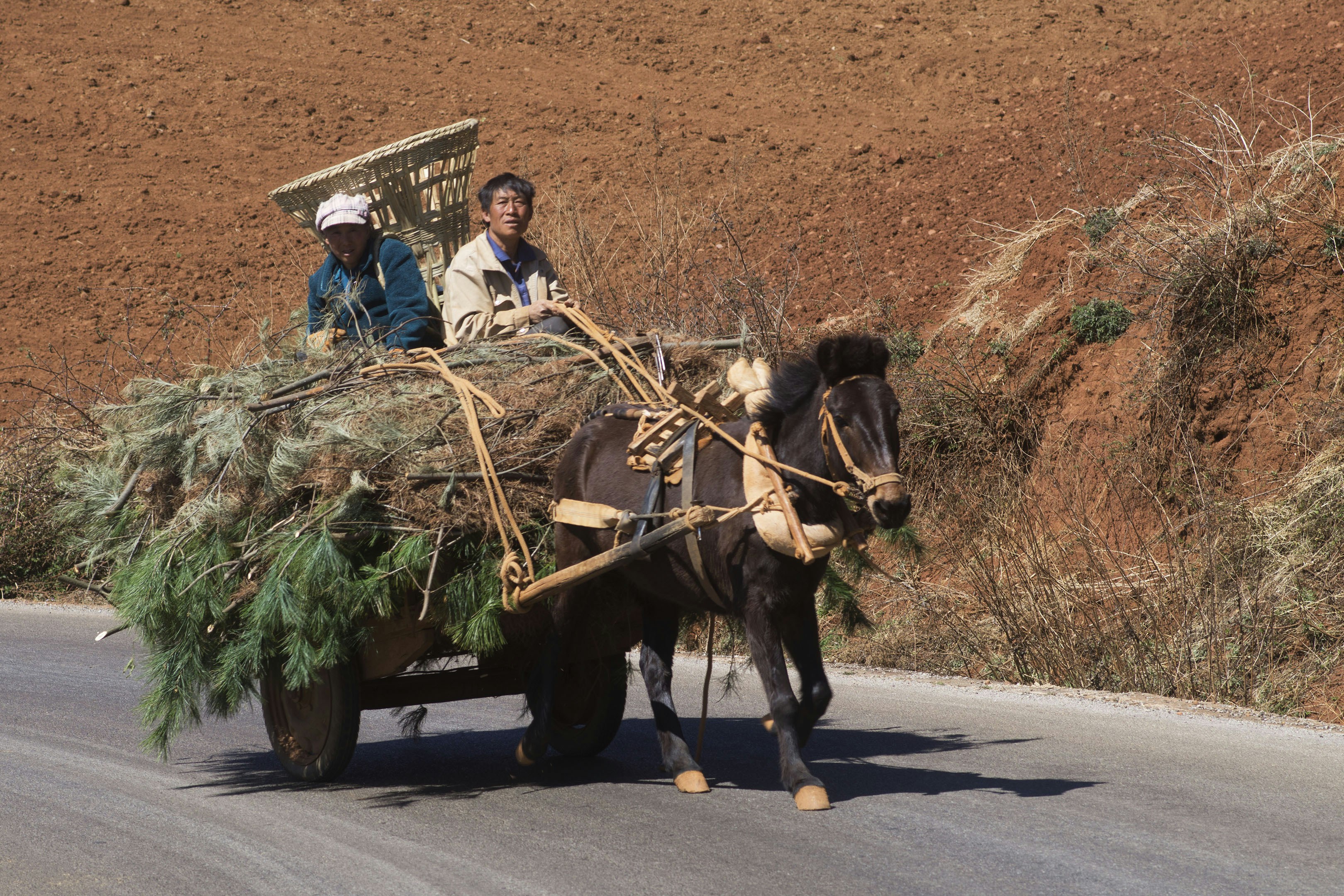 Two people ride a horse-drawn cart laden with greenery along a winding rural road.