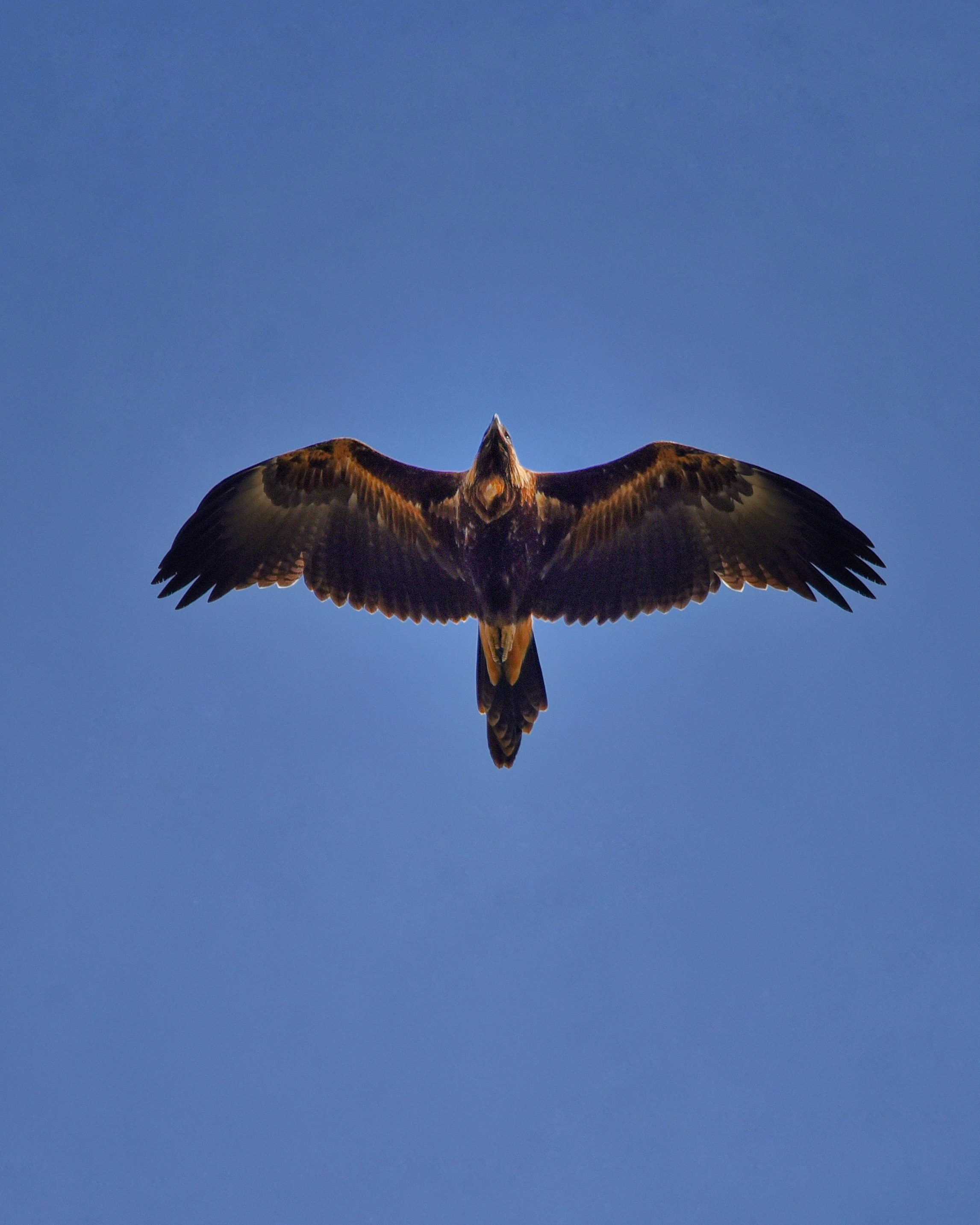 Majestic Raptor Glides Against Azure Sky