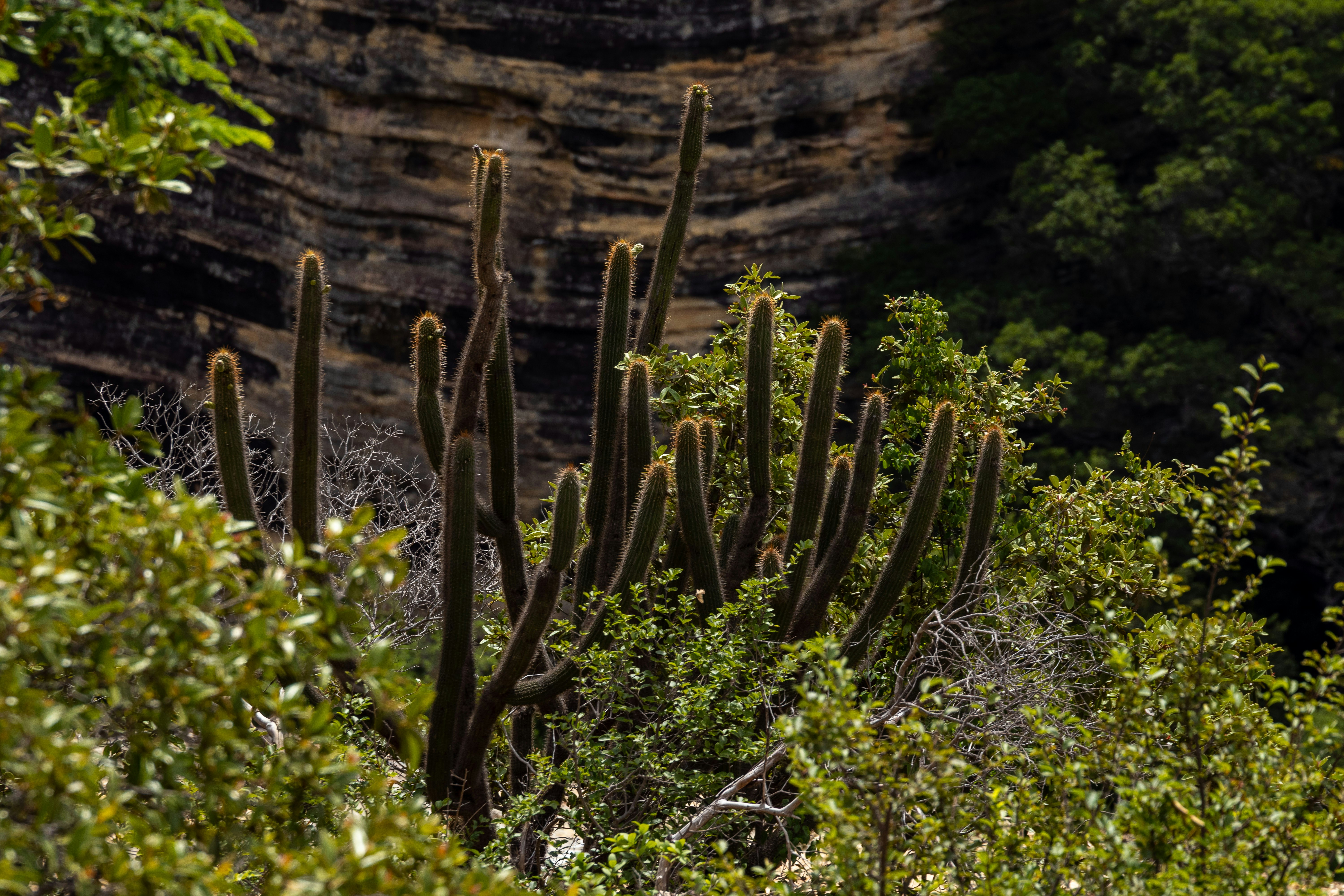 Tall cacti stand amidst lush green foliage against a rocky canyon backdrop.
