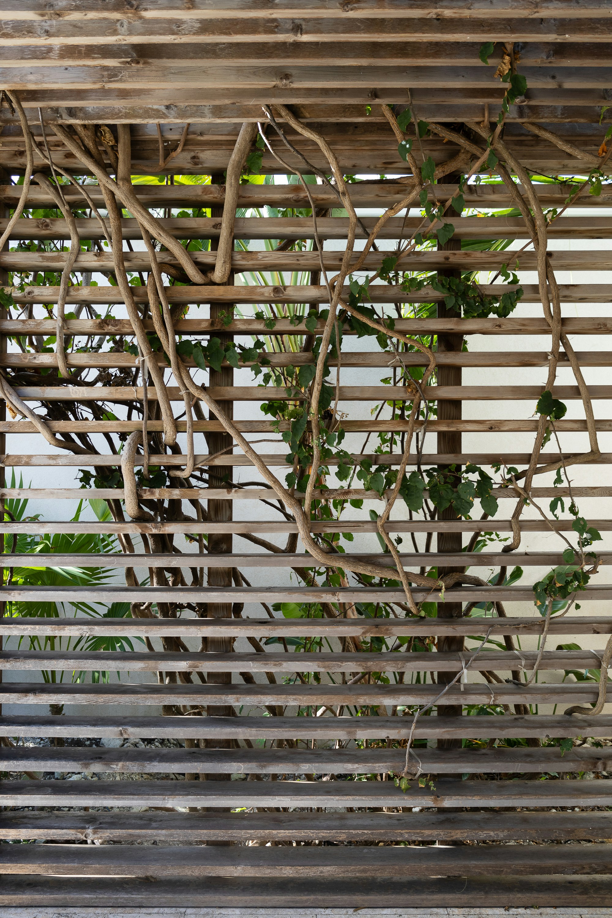 Tangled Veins of Wood and Vine Crisscross a Window Slat Screen