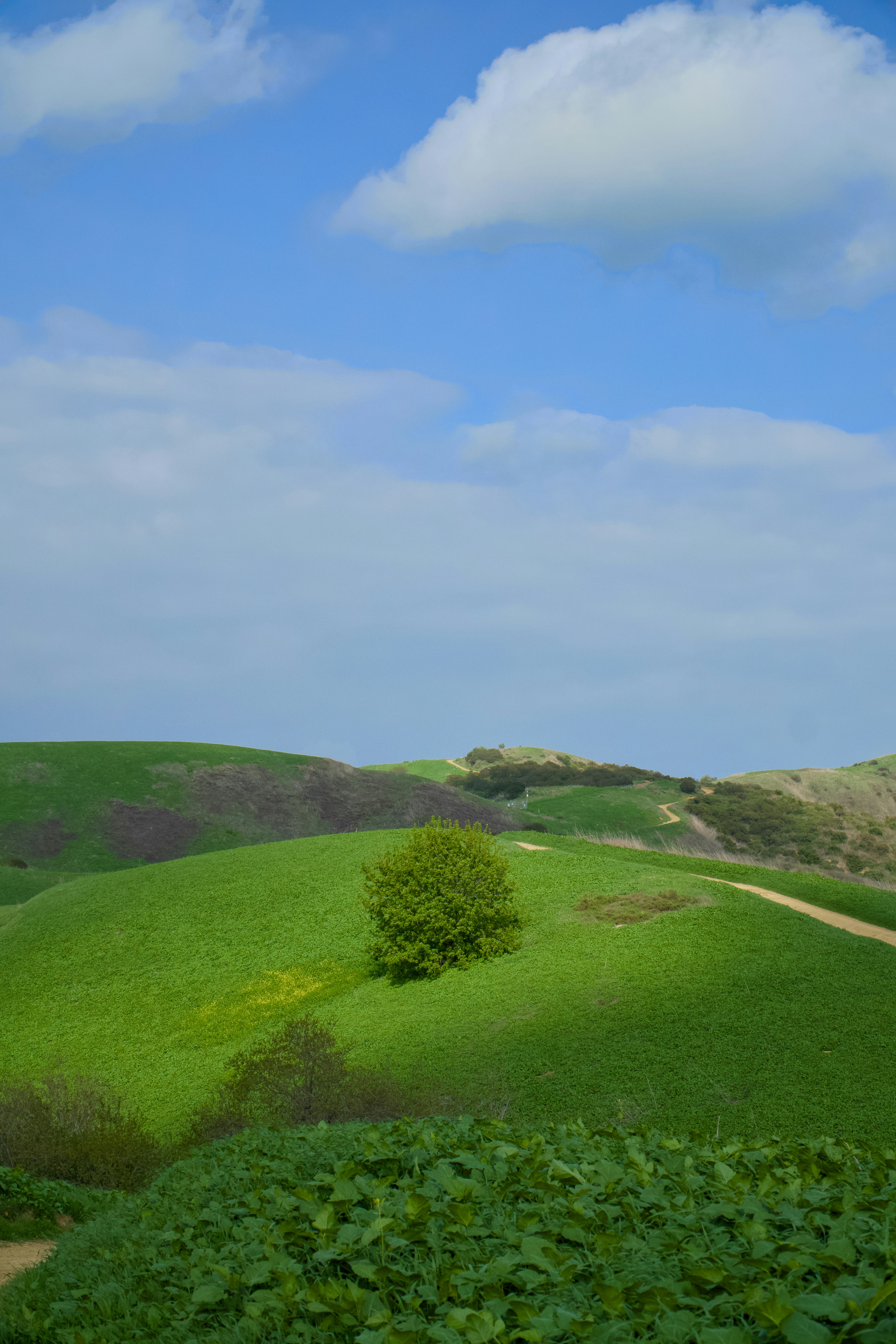 Emerald Hillside, Lone Tree and a Winding Path Beneath a Bright Blue Sky
