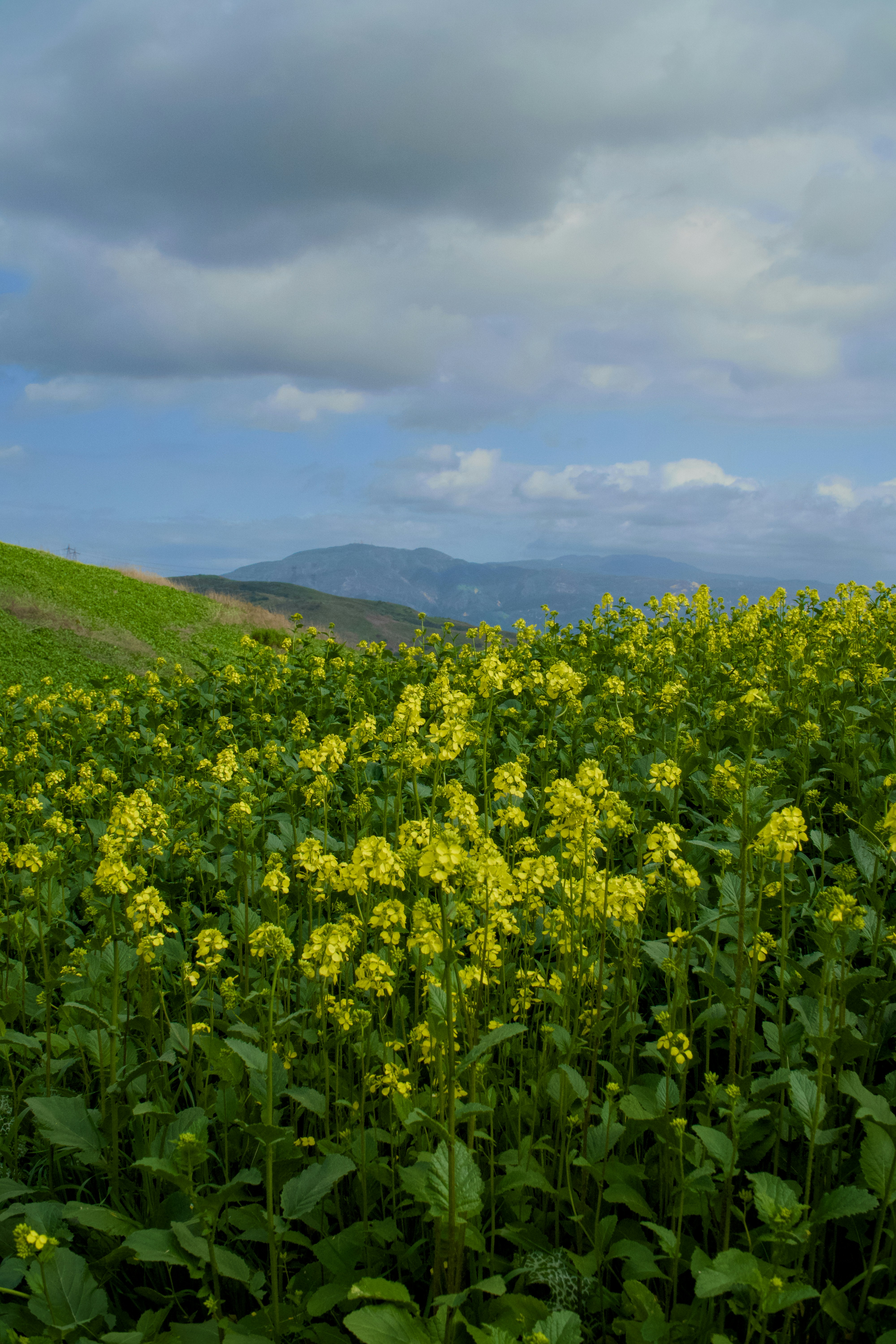 Yellow flowers bloom in a field under clouds. photo – Free Wallpaper ...