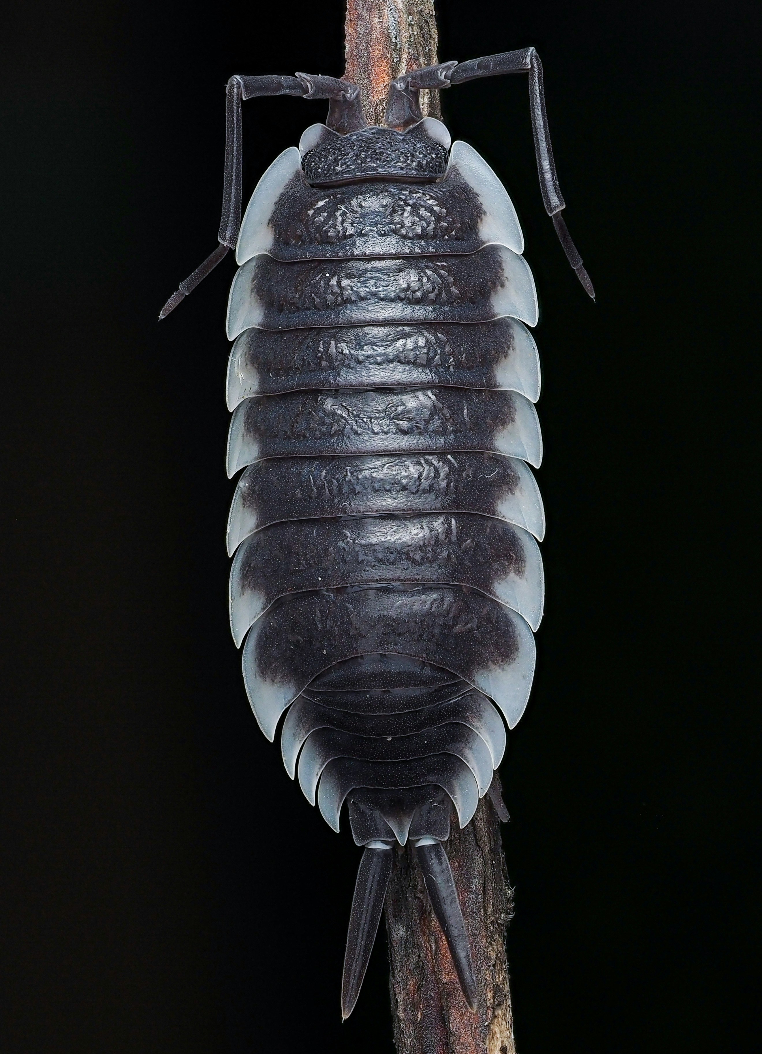 Isopod Care Guide - The Critter Cave