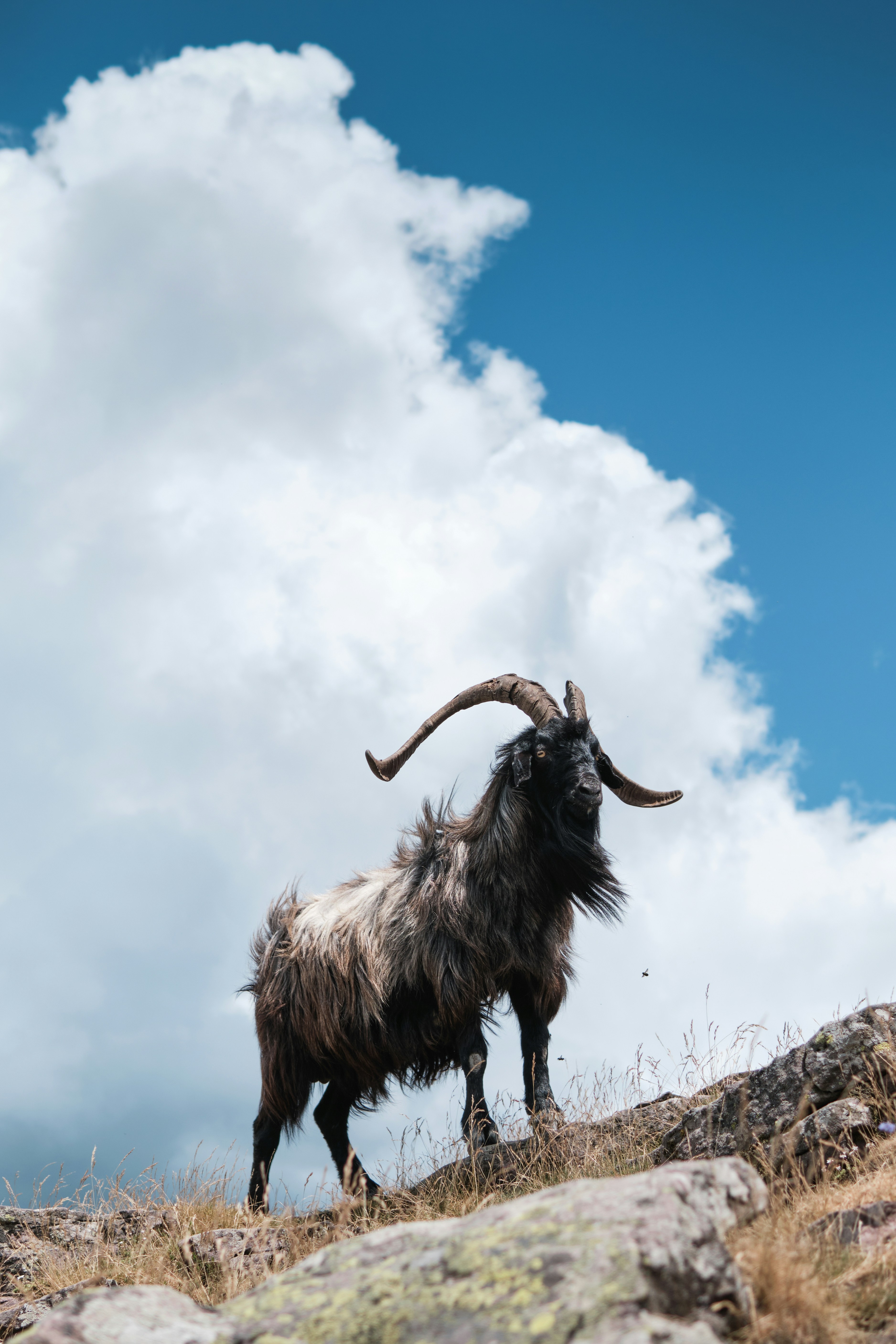 Ridge Sentinel: Horned Goat Stands Against the Alpine Sky