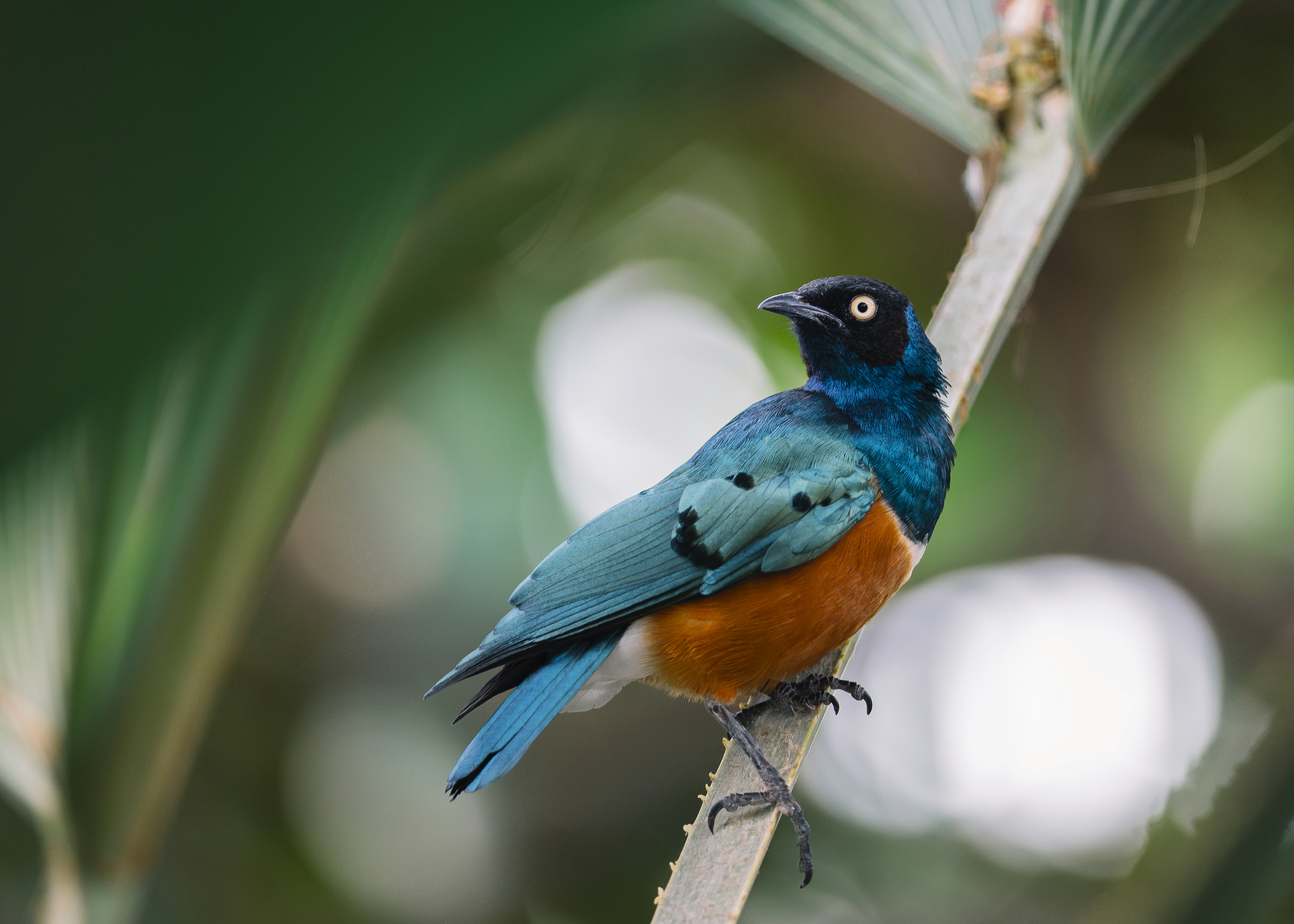 A superb starling perched on a branch