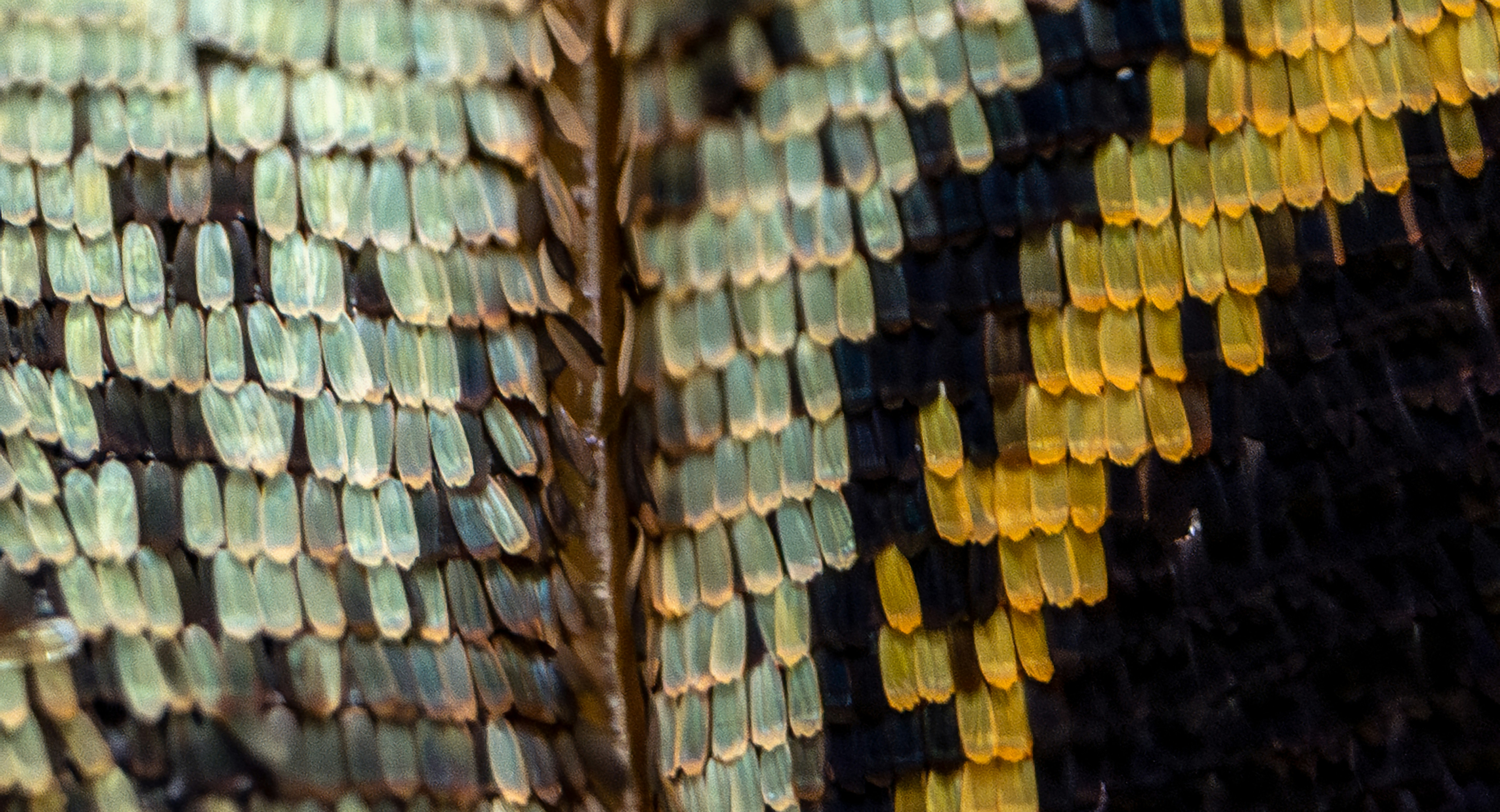 Butterfly scales create a beautiful patterned wing. photo – Free ...