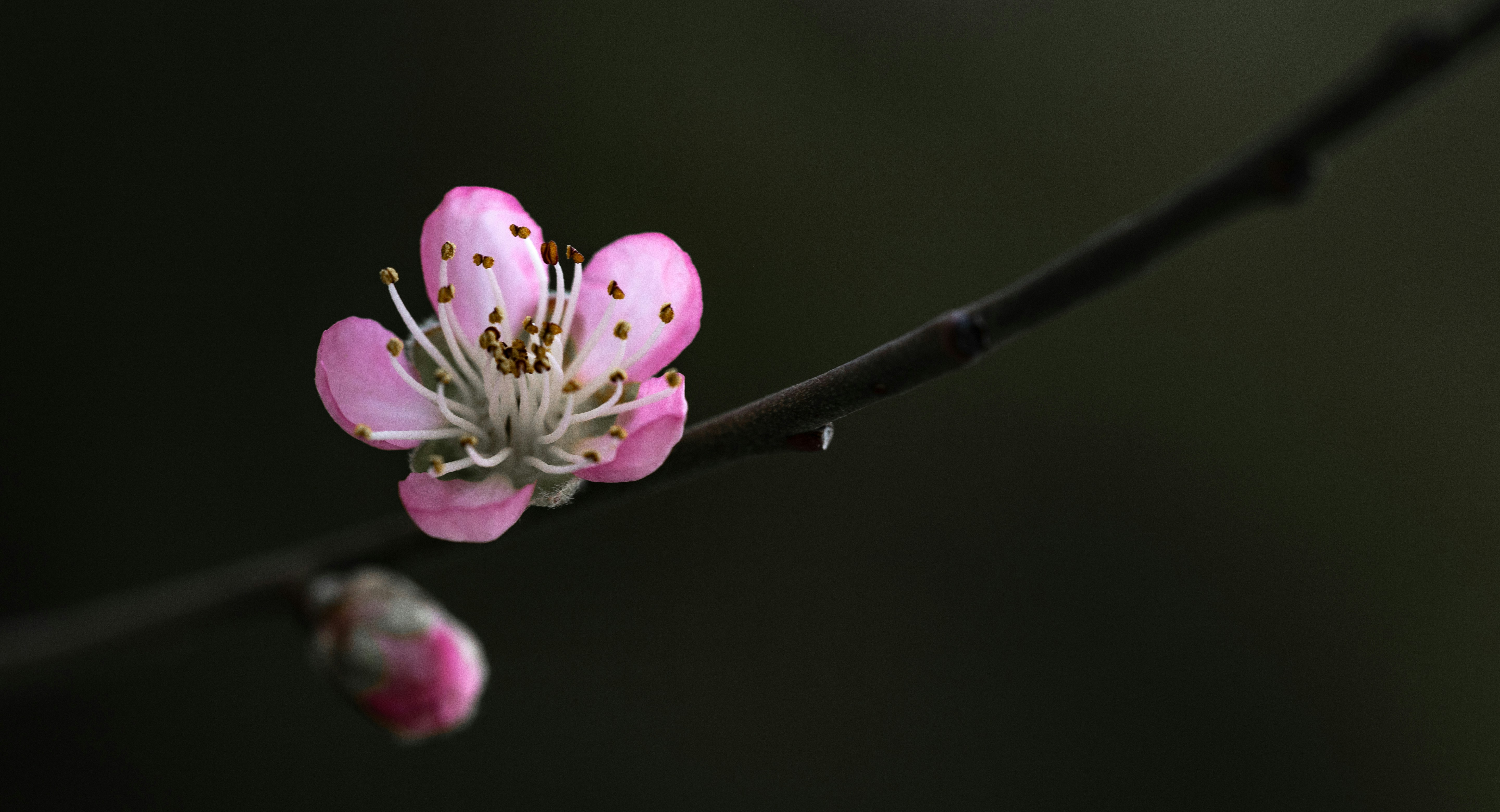 Delicate pink peach blossom on a bare branch against a dark, blurred background.
